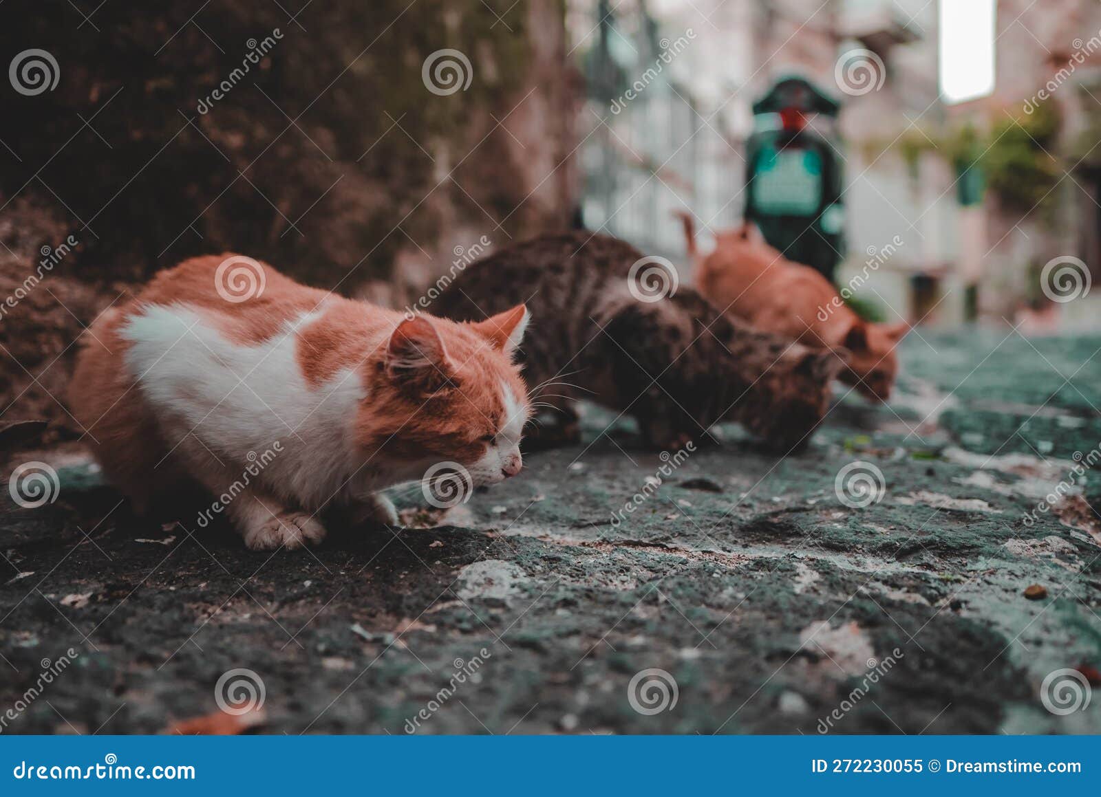 Group of homeless cats stock image. Image of outdoor - 272230055