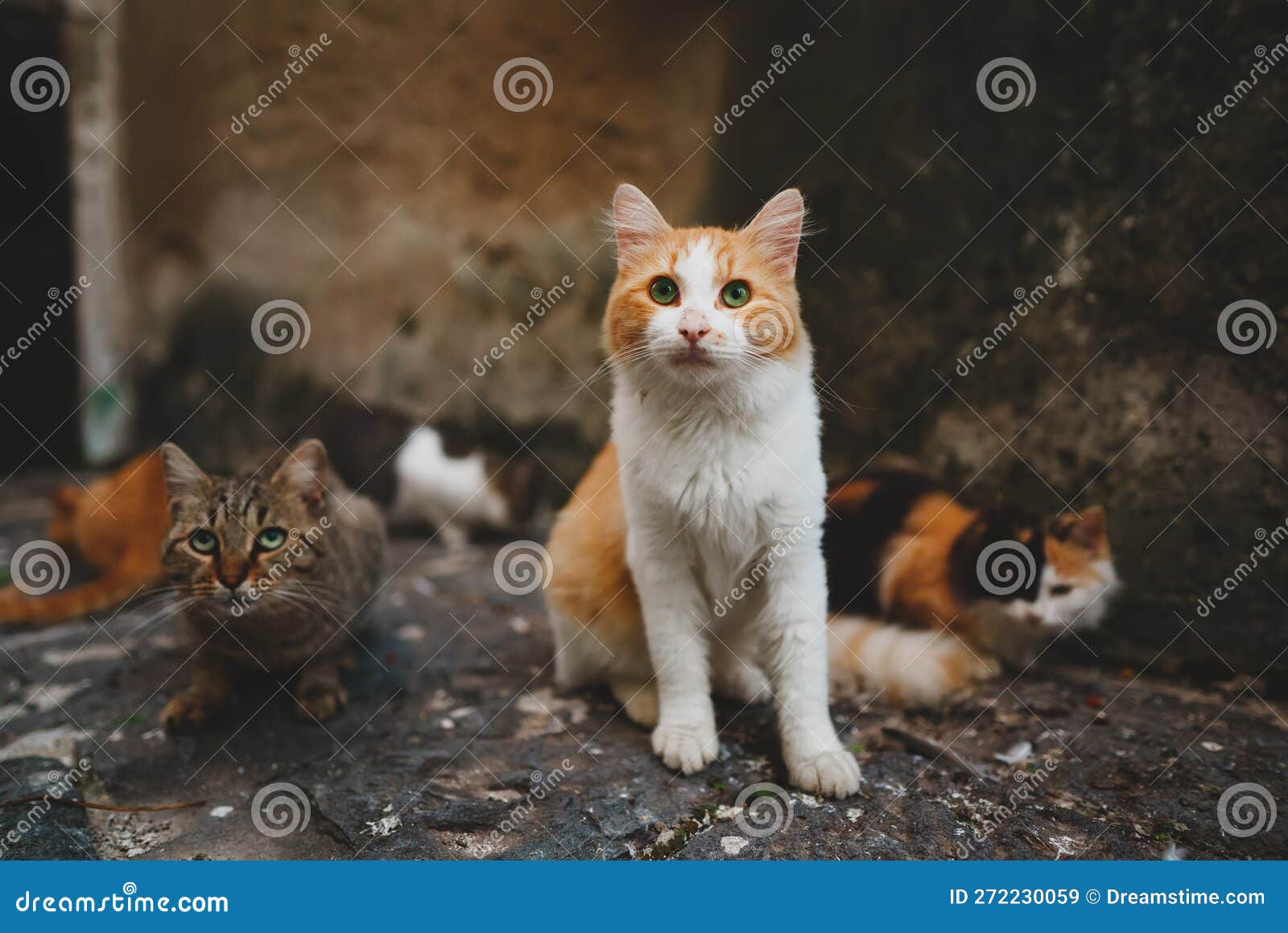 Group of homeless cats stock image. Image of cute, stray - 272230059