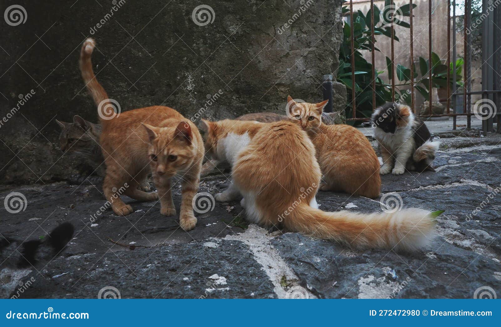 Group of homeless cats stock photo. Image of cute, hungry - 272472980