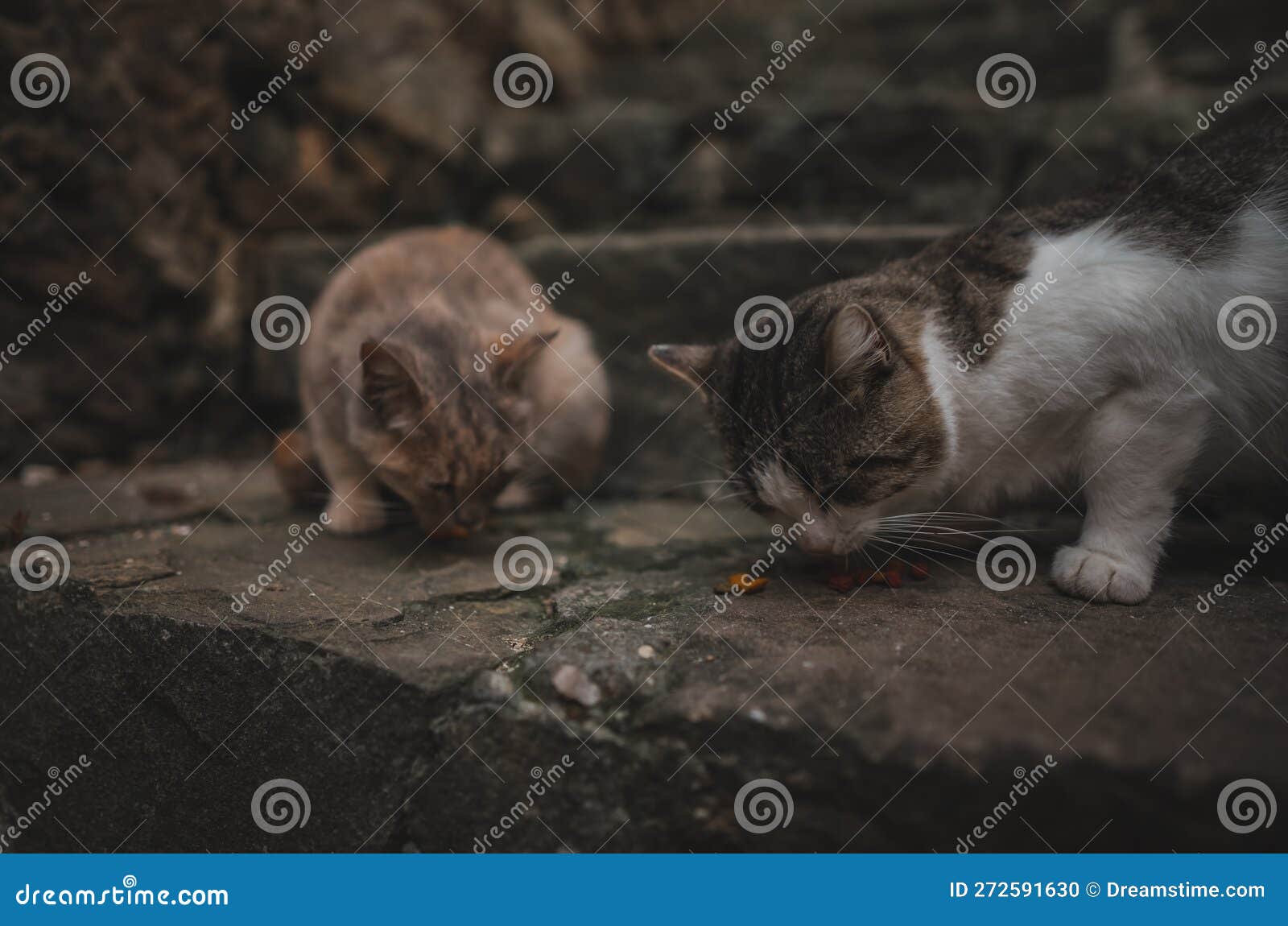 Group of homeless cats stock photo. Image of together - 272591630