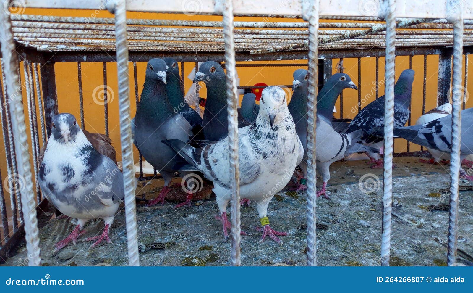 A Group of Homing Pigeons in an Iron Cage Stock Image - Image of nature ...