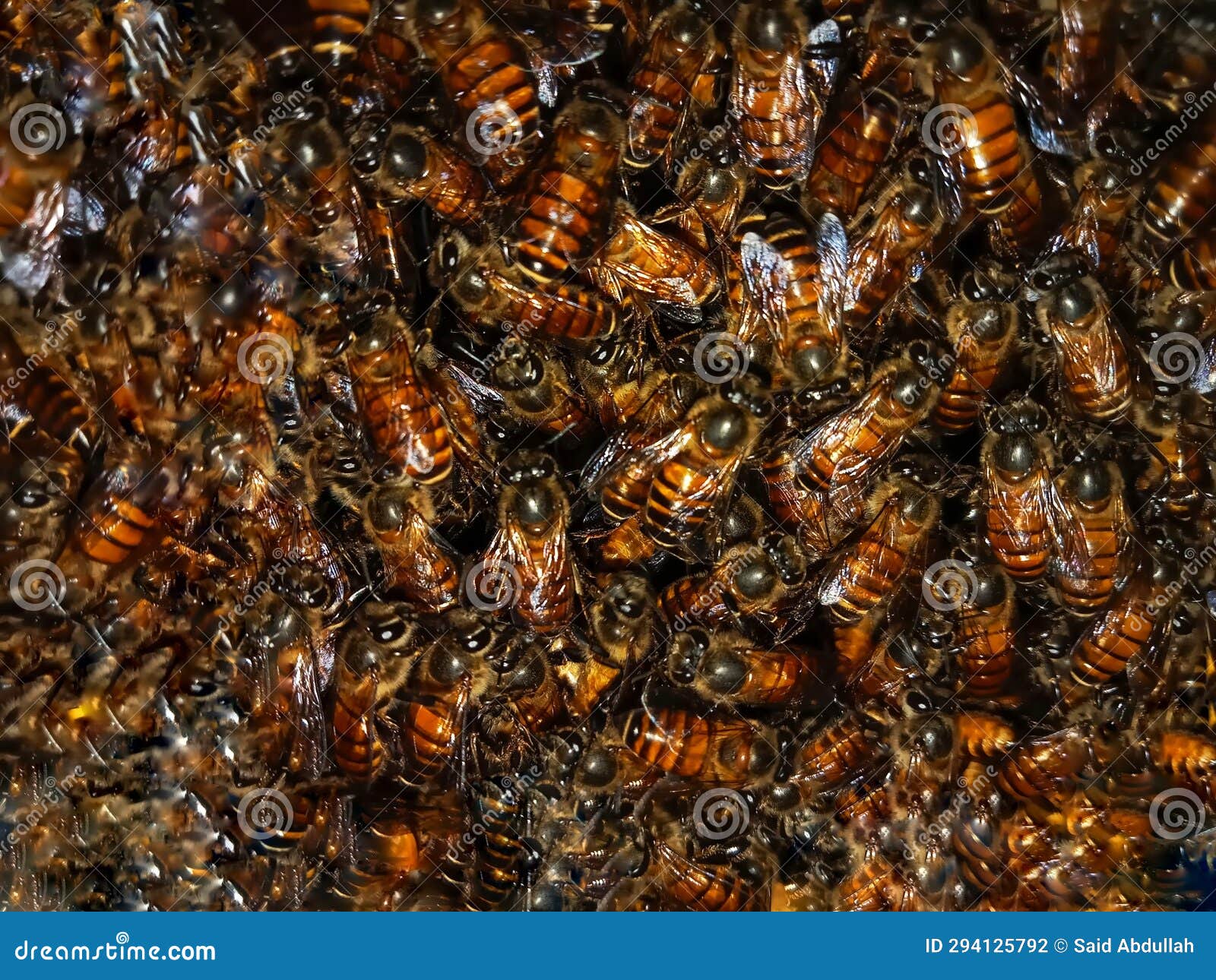 A Group of Honey Bees Resting at Night Stock Photo - Image of resting ...