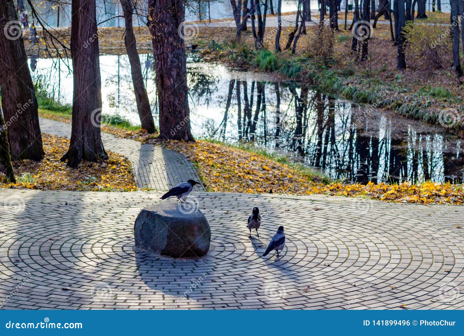 Group of Hooded Crows on the Stone Stock Photo - Image of nature, birds ...