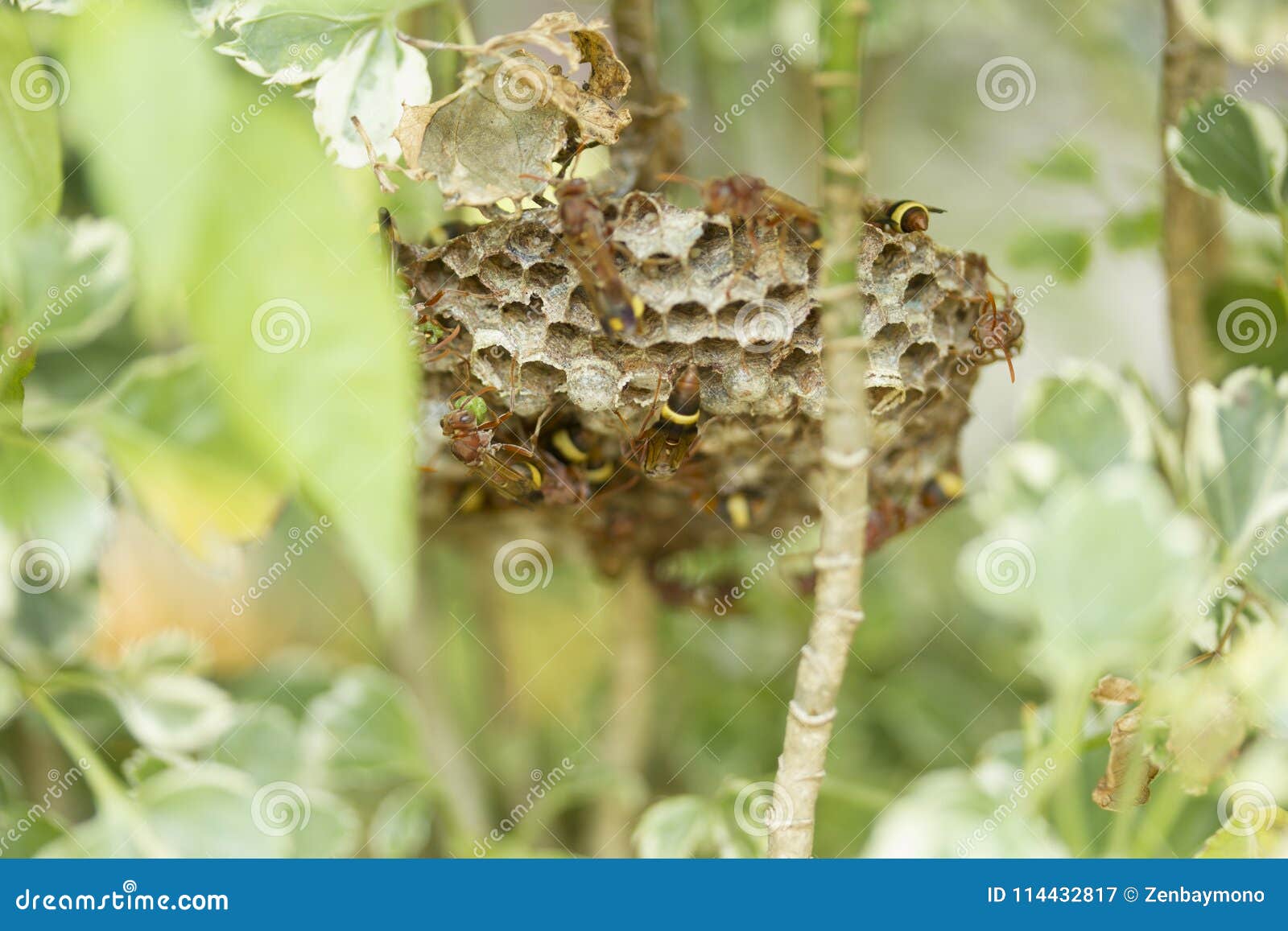 Group of hornets. stock image. Image of pompile, group - 114432817