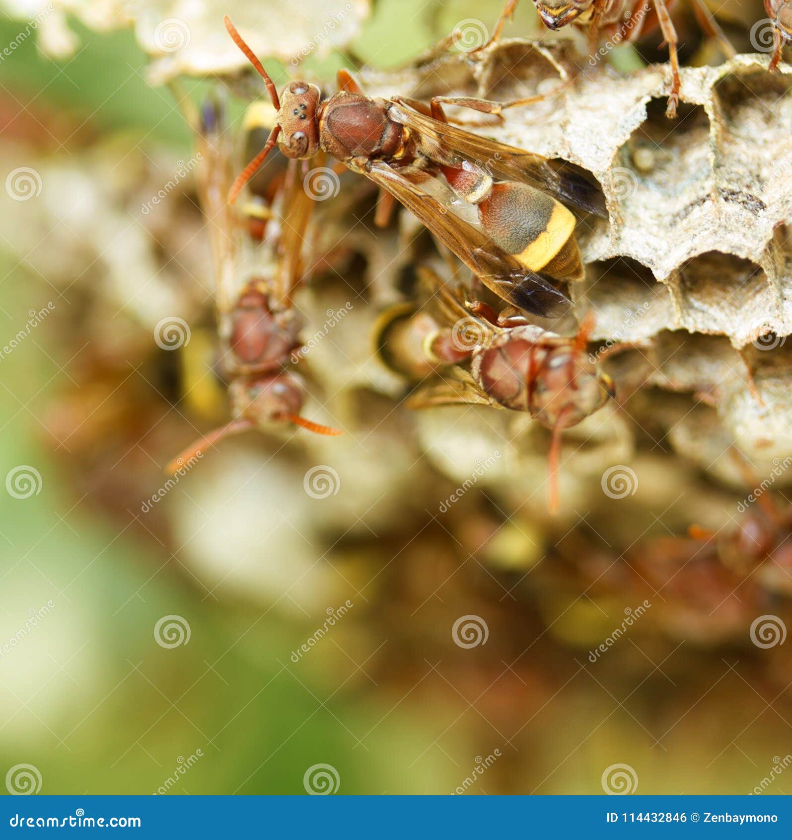Group of hornets. stock photo. Image of living, wasp - 114432846