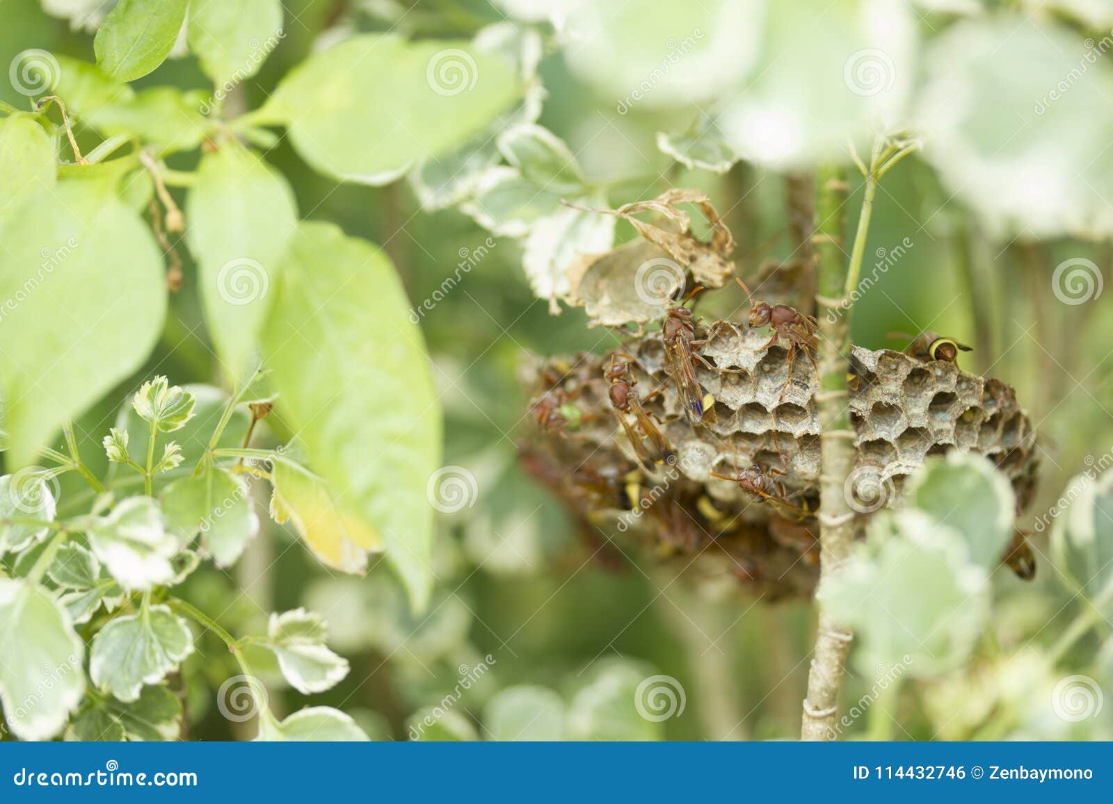 Group of hornets. stock photo. Image of life, nature - 114432746
