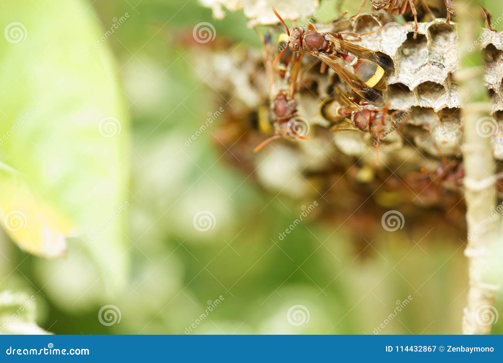 Group of hornets. stock image. Image of insects, hornets - 114432867