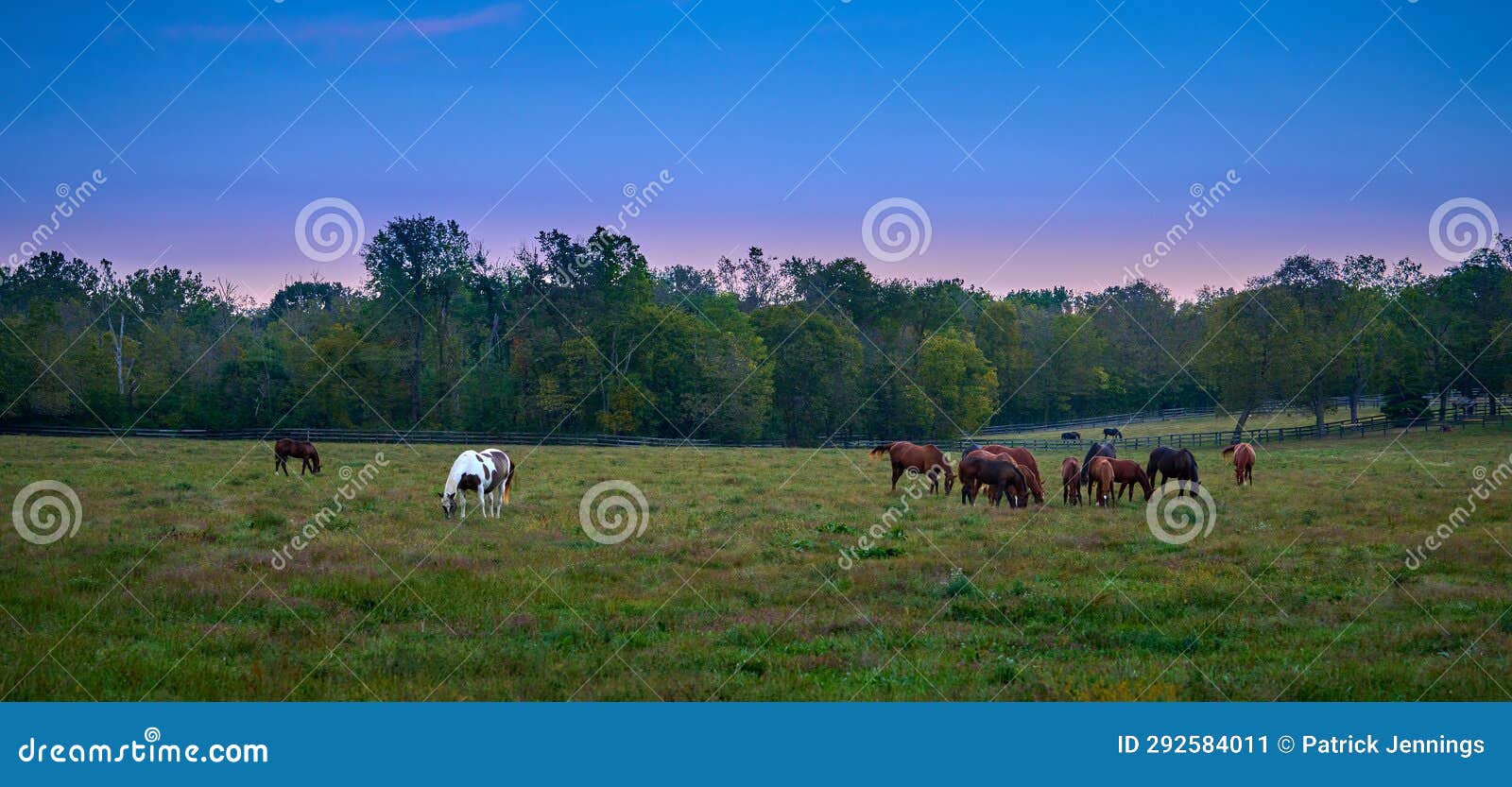 Group of Horses Grazing at Evening in a Open Field Stock Image - Image ...