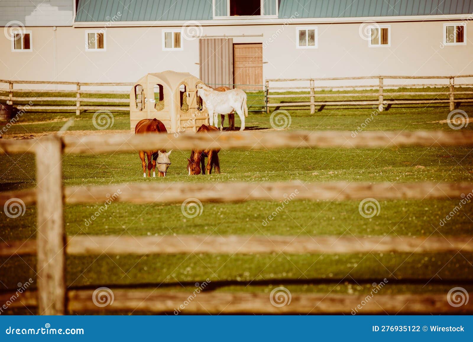 Group of Horses Grazing in an Open Pasture Stock Photo - Image of ... Group of Horses Grazing in an Open Pasture Stock Photo - Image of ...