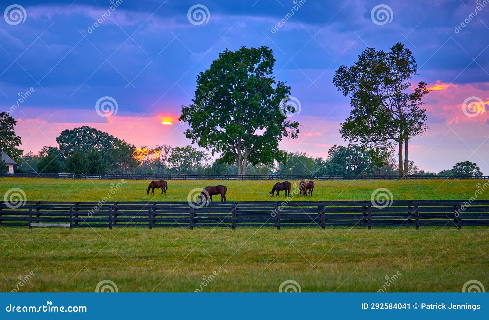 Group of Horses Grazing with Setting Sun in a Field Stock Image - Image ... Group of Horses Grazing with Setting Sun in a Field Stock Image - Image ...