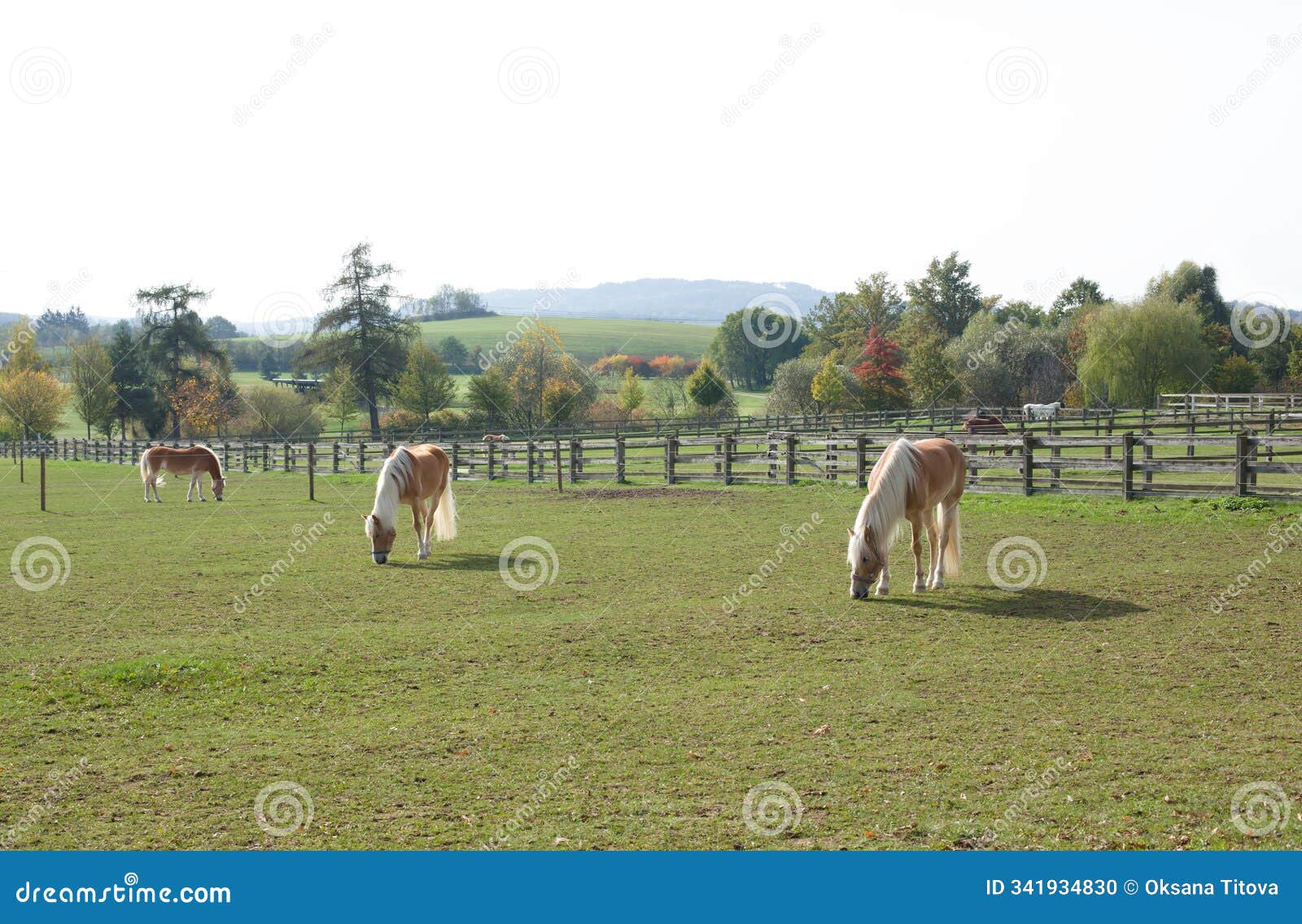 Group of Horses Grazing Together in an Open Field Under Blue Sky Stock ... Group of Horses Grazing Together in an Open Field Under Blue Sky Stock ...
