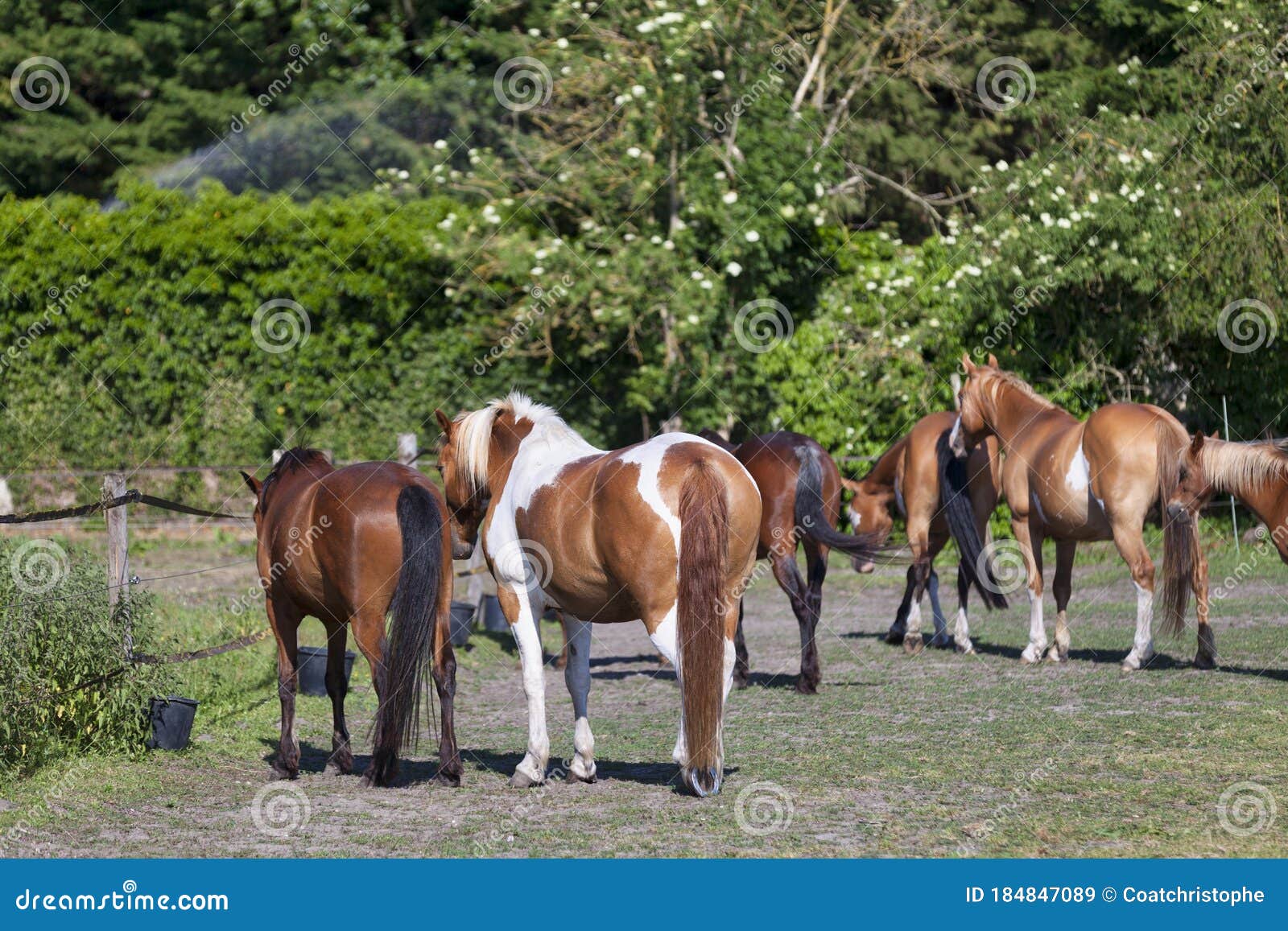 Group of Horses on a Pasture Stock Image - Image of countryside, horses ... Group of Horses on a Pasture Stock Image - Image of countryside, horses ...