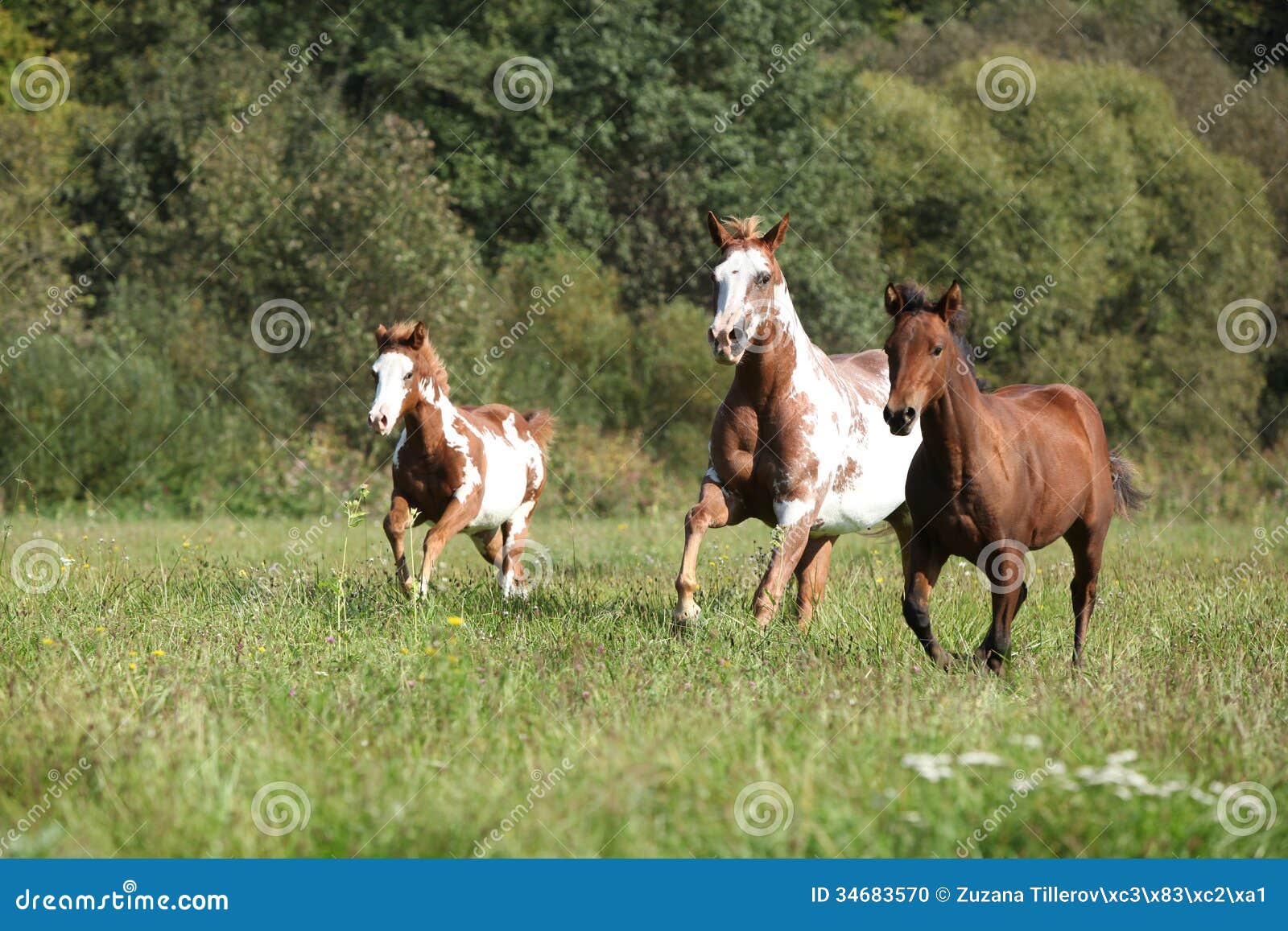 Group of Horses Running in Freedom Stock Photo - Image of animal ...
