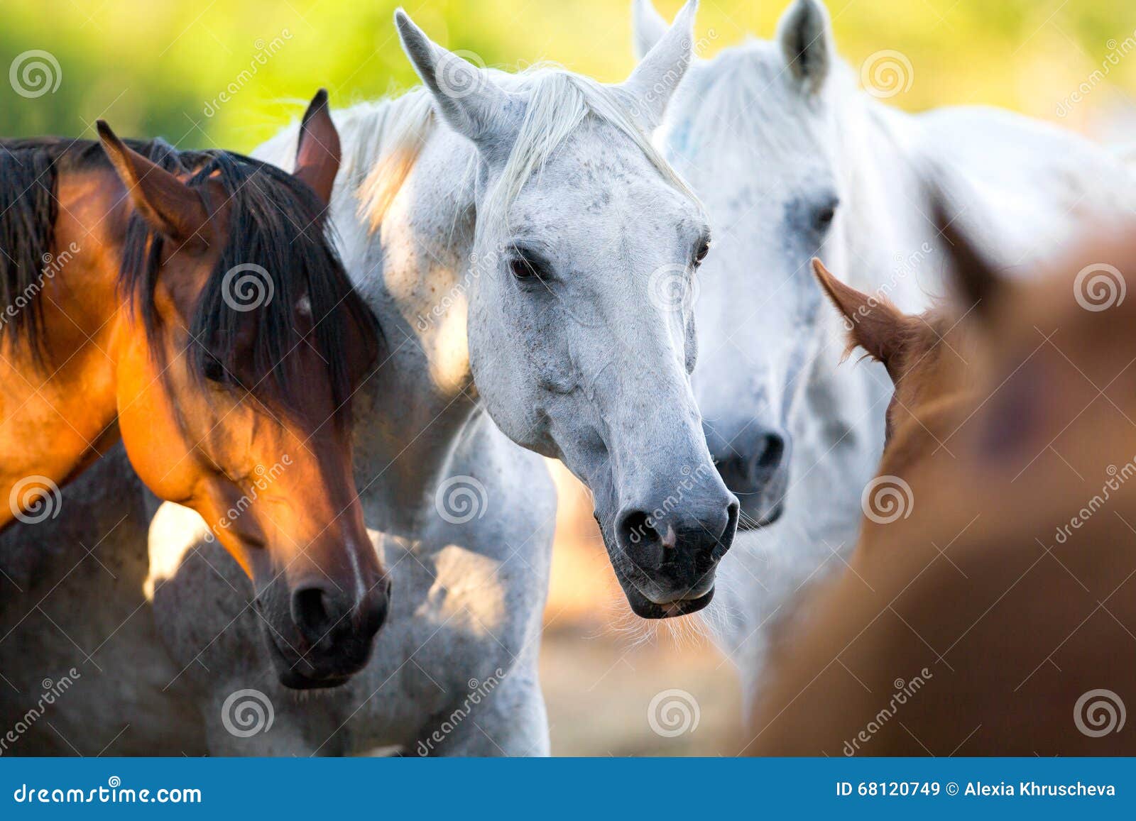 Group of Horses Standing Together Outdoor Stock Image - Image of horse ...