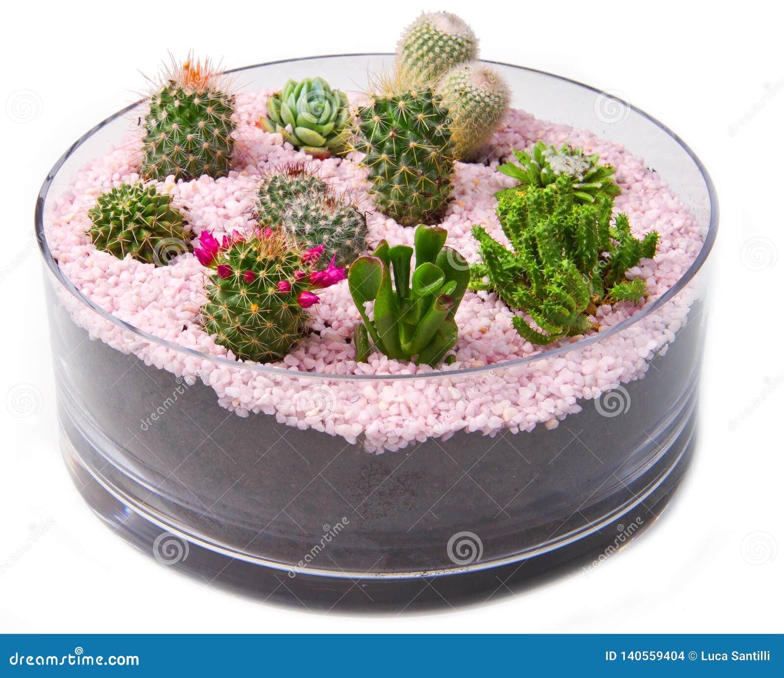 Group of House Plants in a Round Glass Pot Stock Photo - Image of ...