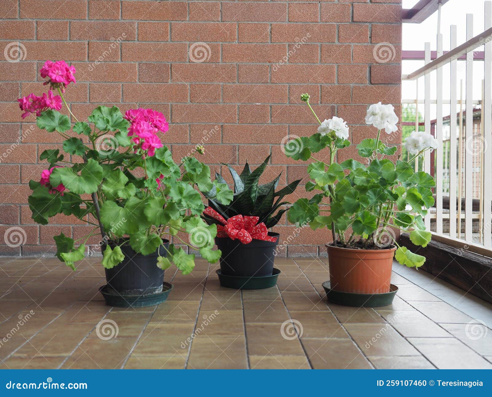 Group of houseplants stock photo. Image of architecture - 259107460