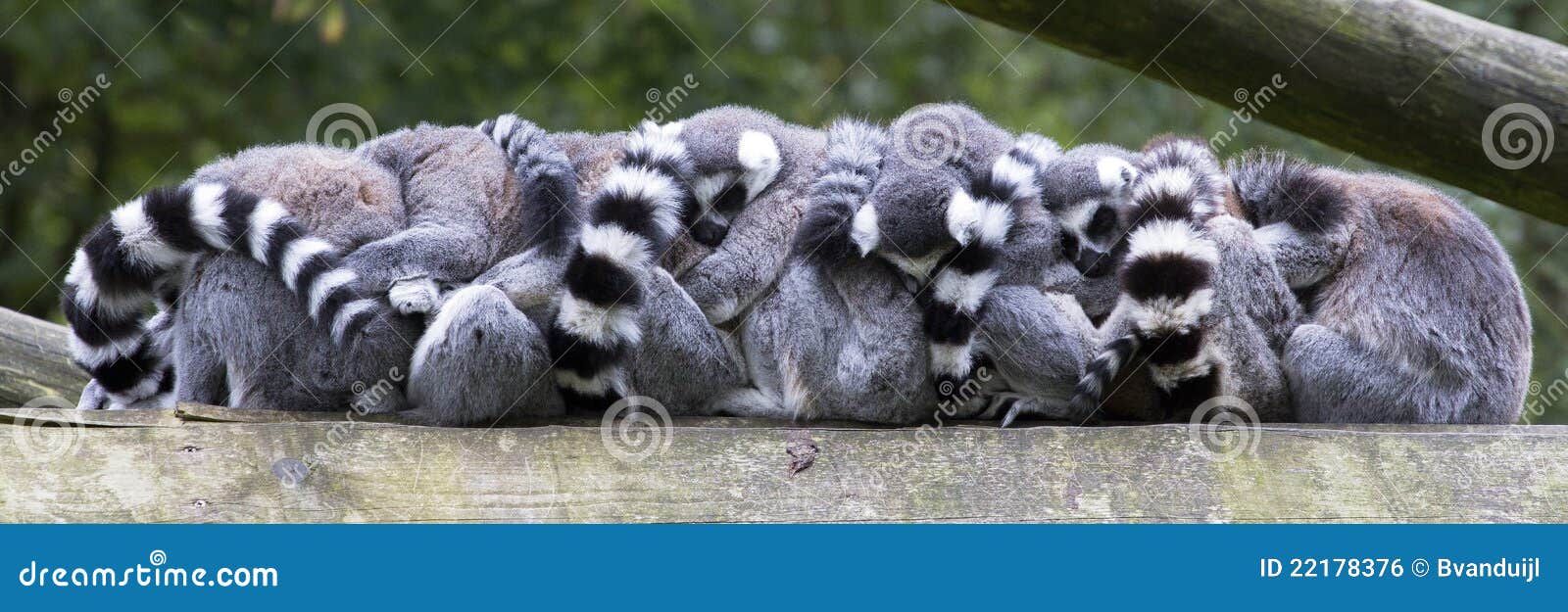 Group hug! stock photo. Image of lemurs, african, wildlife - 22178376