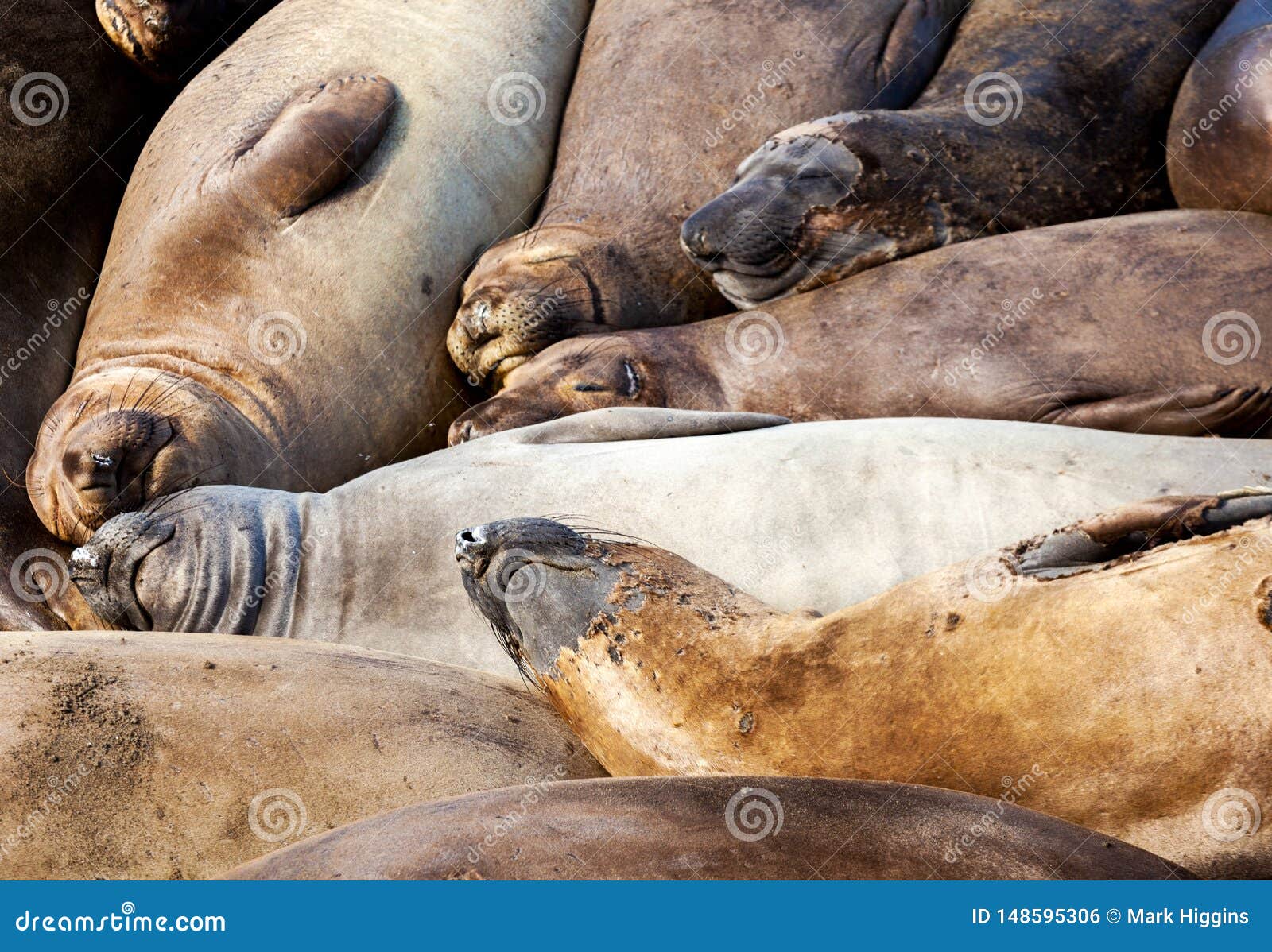 Group hug seals in a group stock photo. Image of brown - 148595306