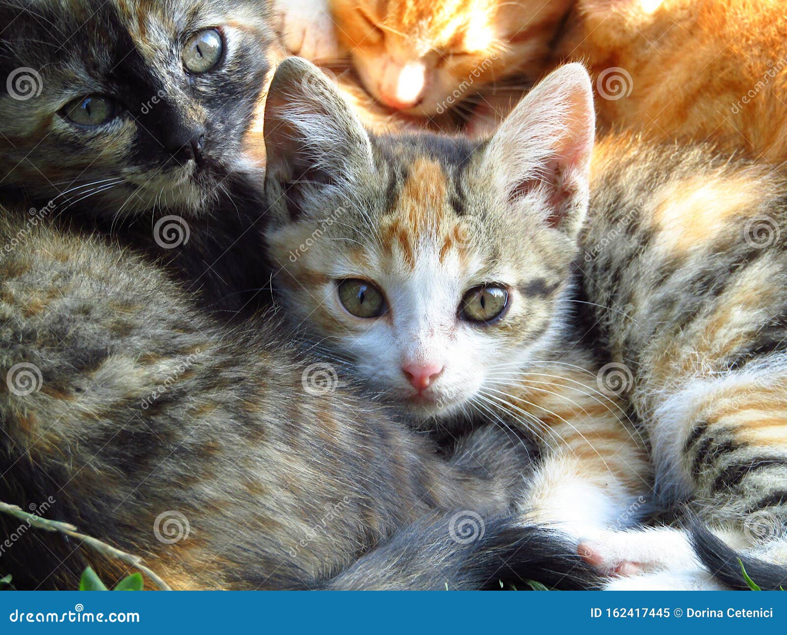 Group of Hugging Nestled Kittens. Little Brother Cat Looking on Camera ...