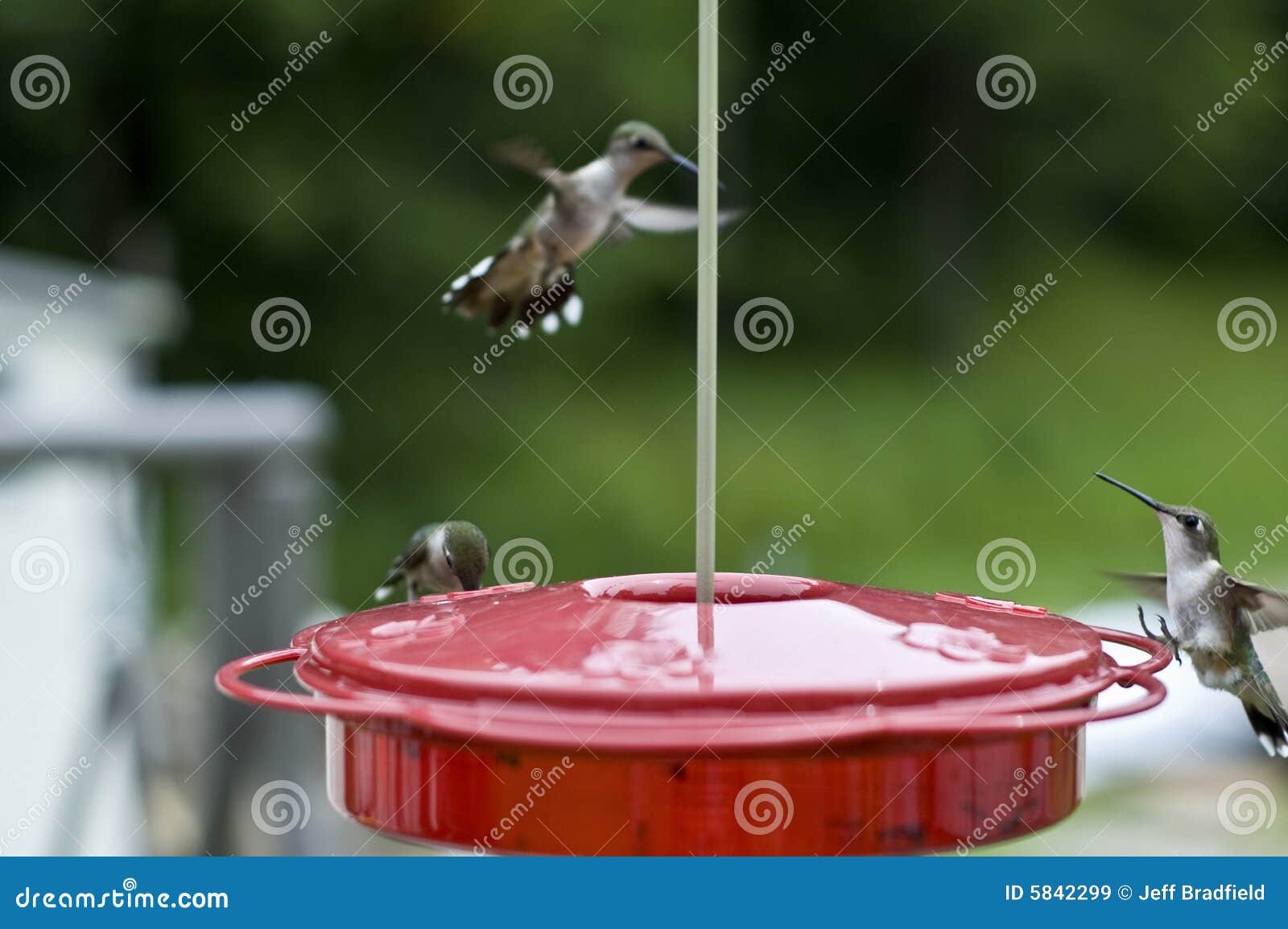 Group of Humming Birds stock image. Image of hummingbird - 5842299