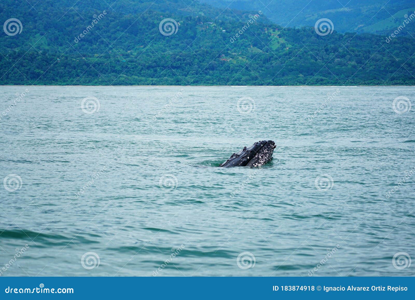 Group Of Humpback Whales In Corcovado National Park Of Costa Rica Stock ...