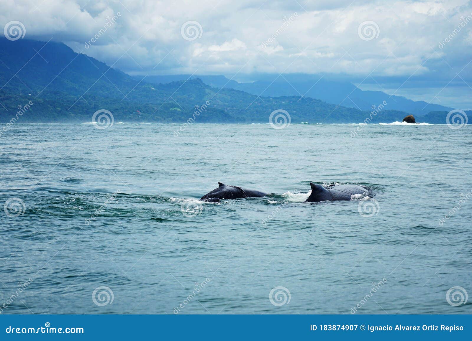 Group of Humpback Whales by the Coast of Corcovado National Park of ...