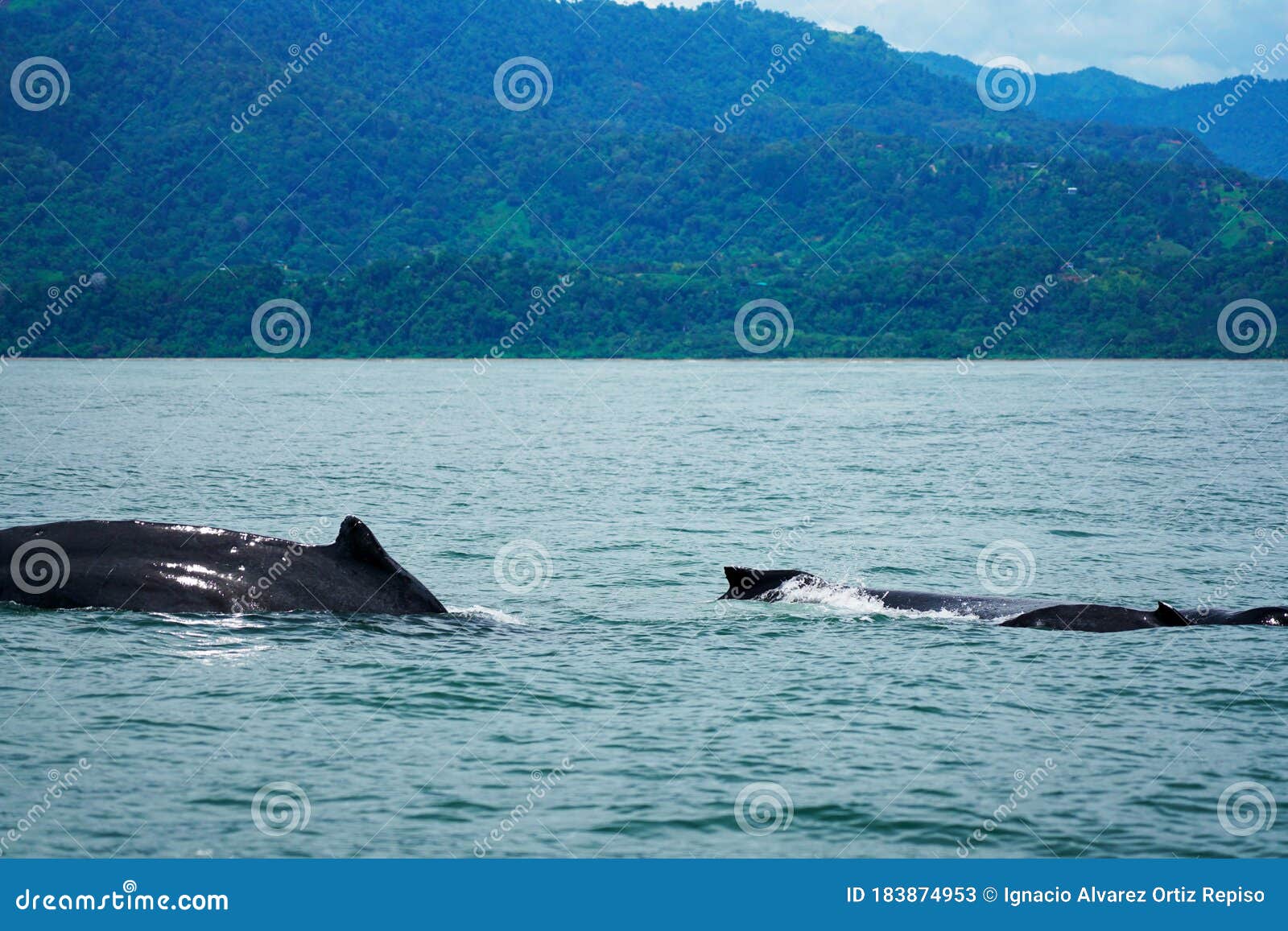 Group of Humpback Whales by the Shore in Corcovado National Park of ...