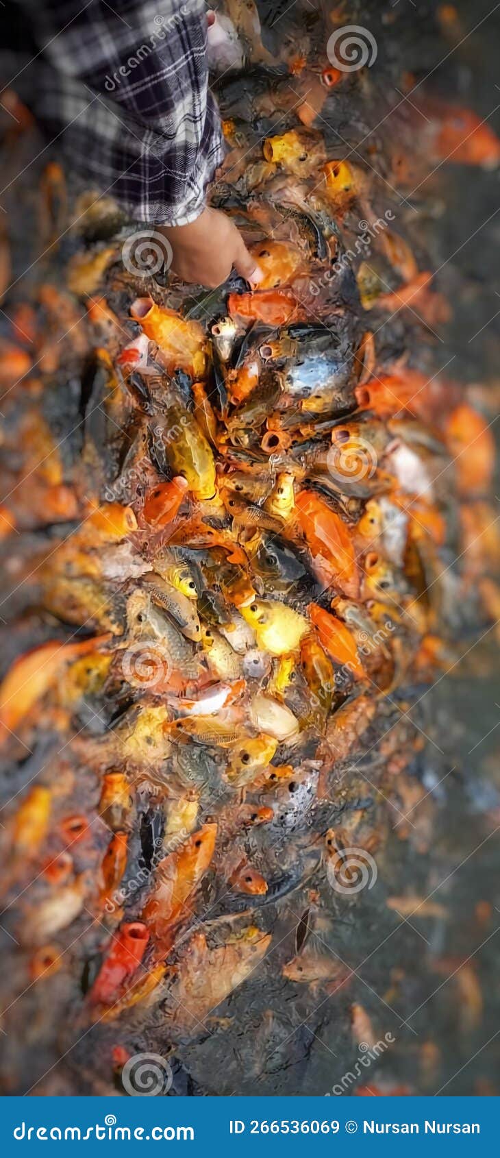 A group of hungry fish stock image. Image of branch - 266536069