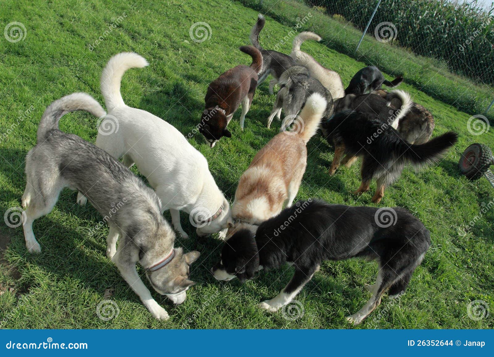 Group of huskies stock photo. Image of husky, animal - 26352644