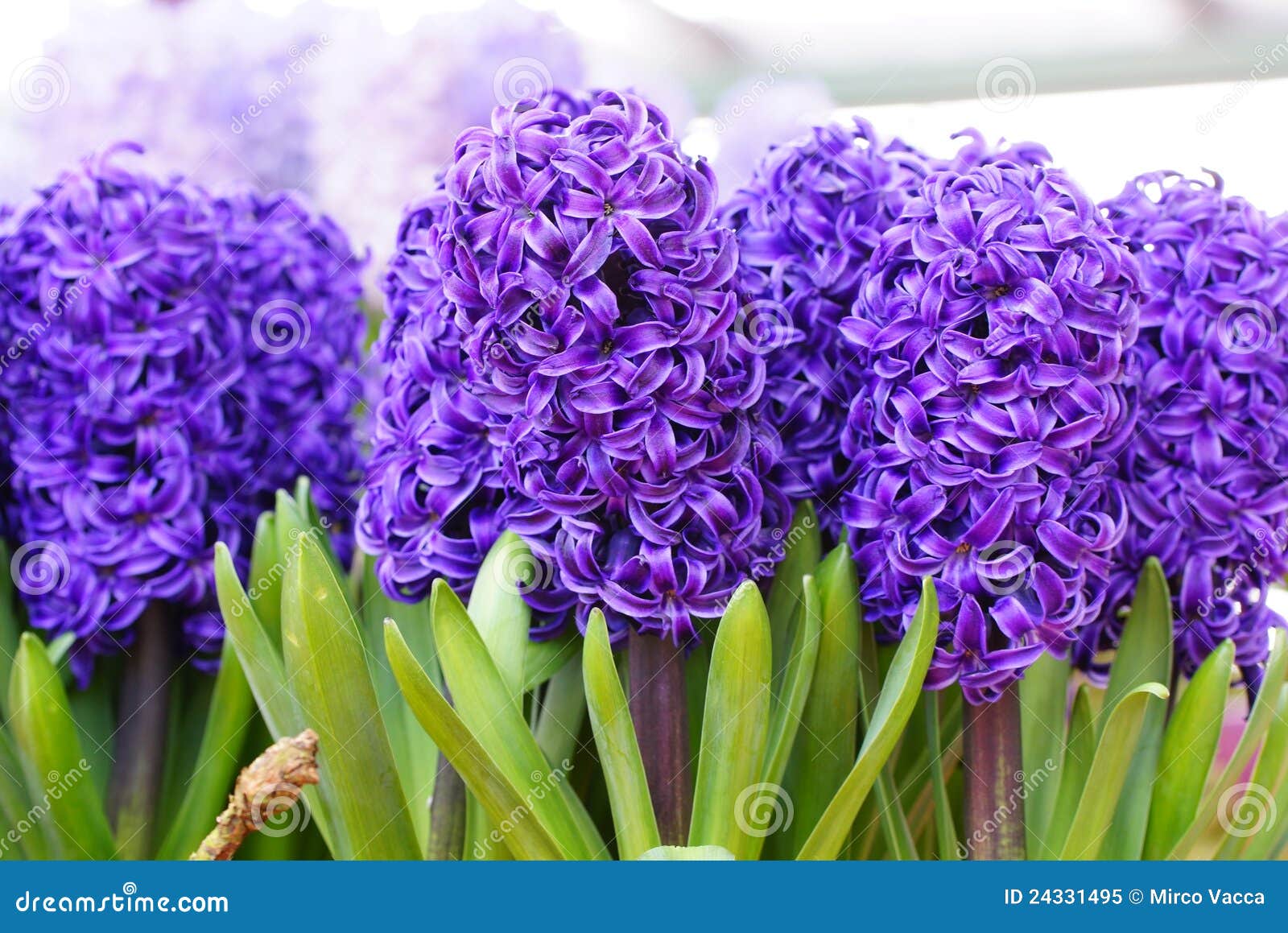 Group of hyacinth flowers stock image. Image of flora - 24331495