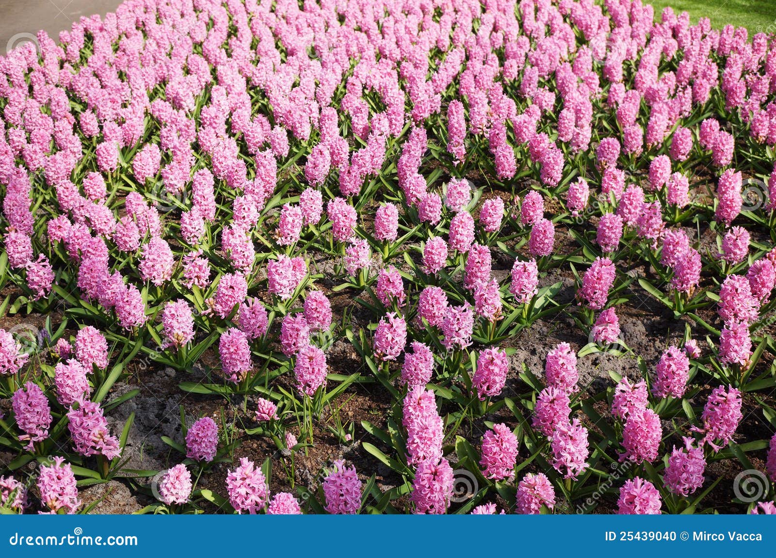 Group of hyacinths stock photo. Image of nature, pink - 25439040