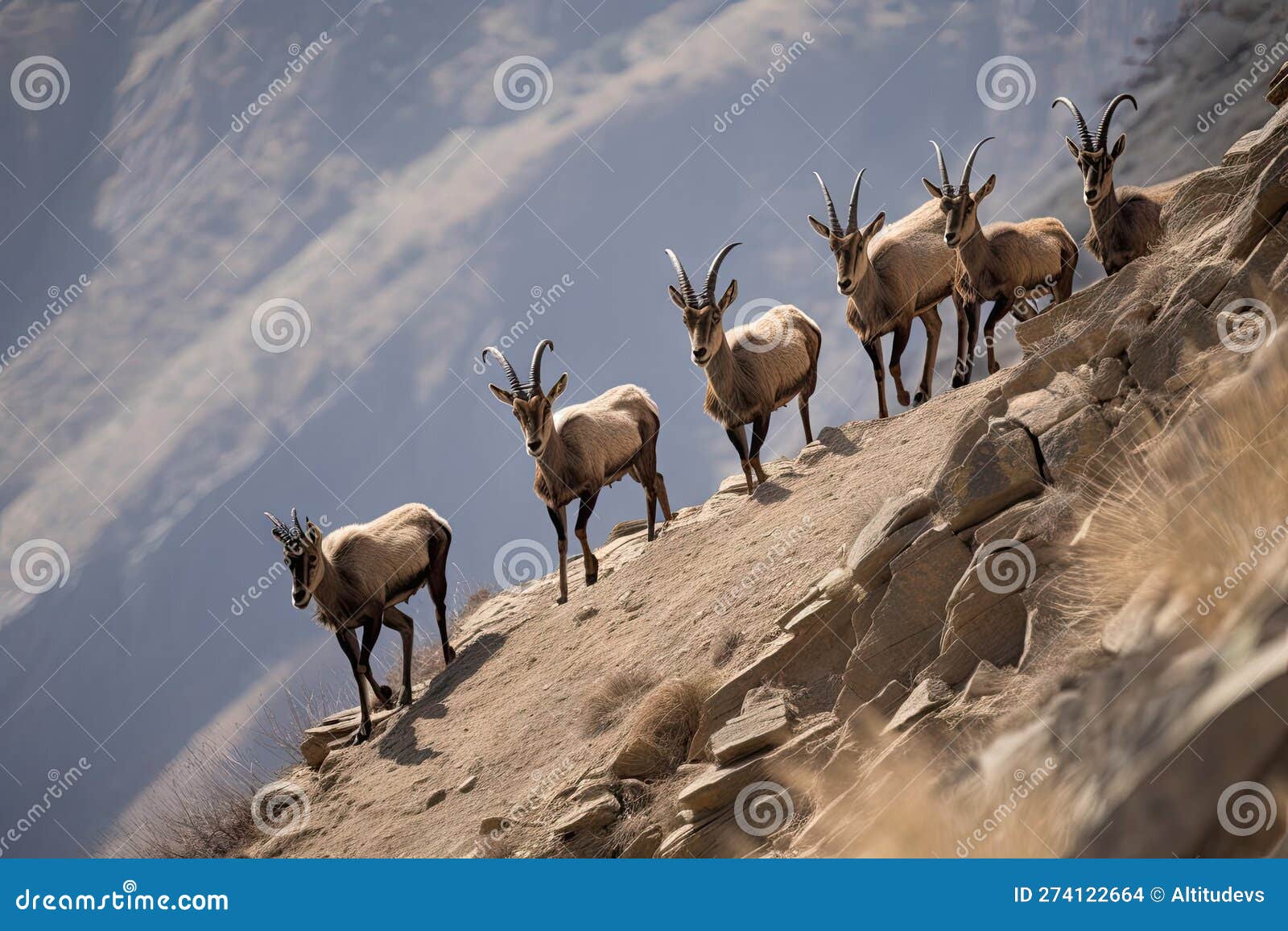 A Group of Ibex in a Herd, Standing on a Cliffside Stock Photo - Image ...