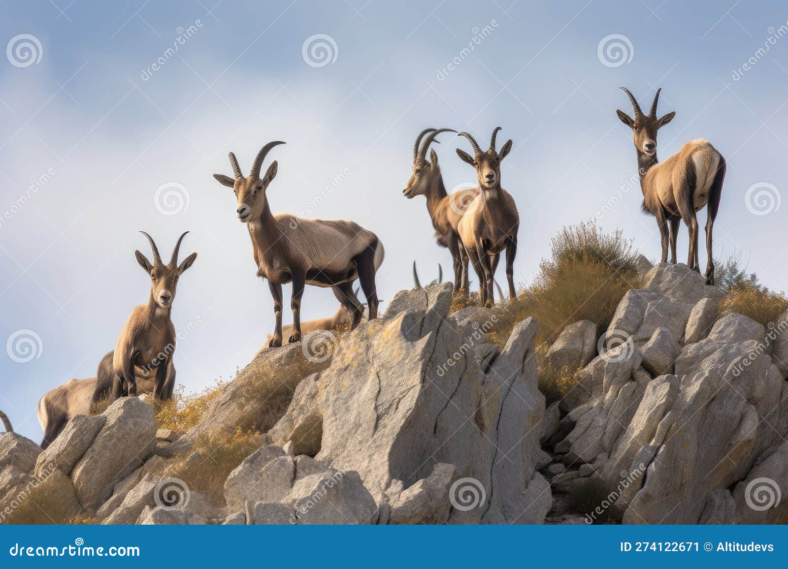 A Group of Ibex in a Herd, Standing on a Cliffside Stock Illustration ...