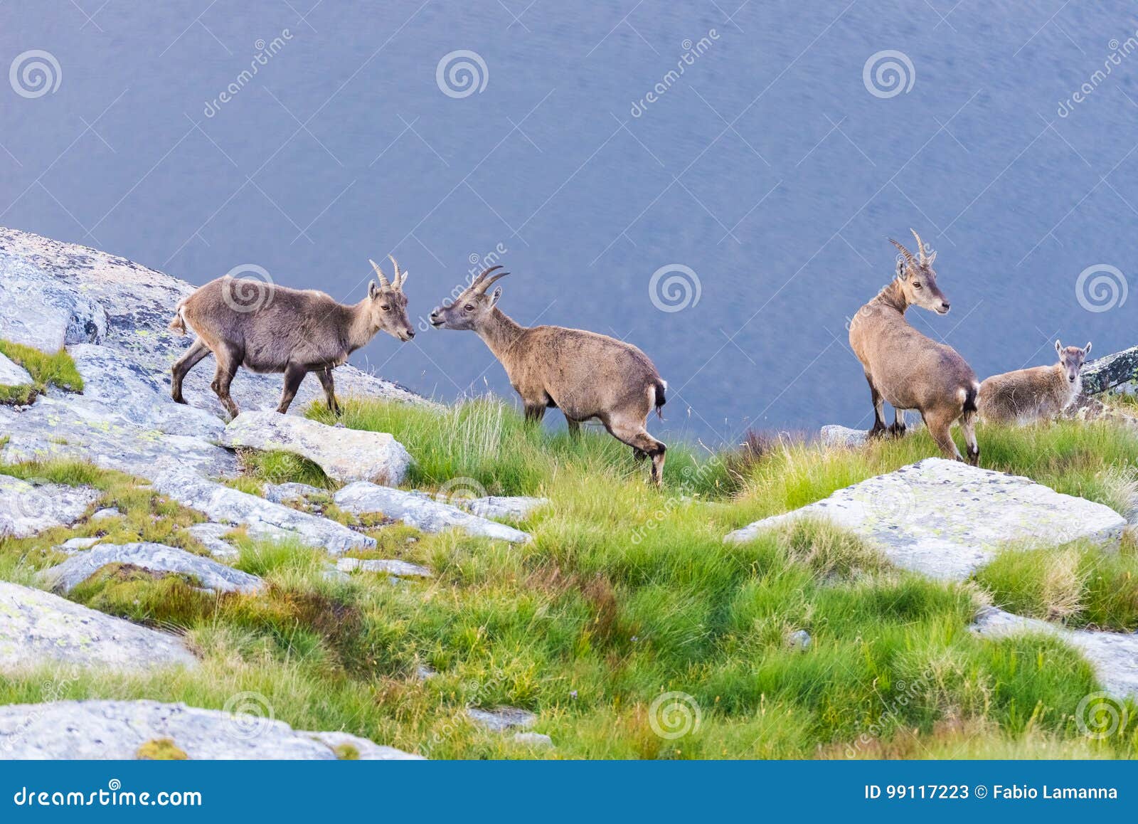Group of Ibex Perched on Rock Looking at the Camera with Blue Lake ...