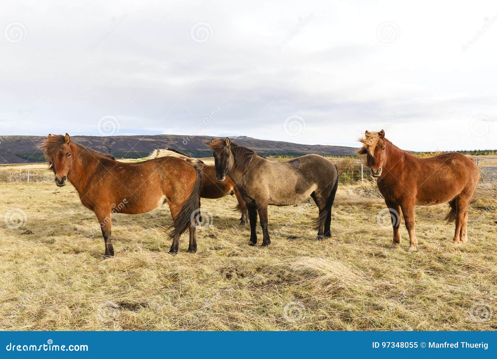 Group of Iceland Ponies stock image. Image of beautiful - 97348055