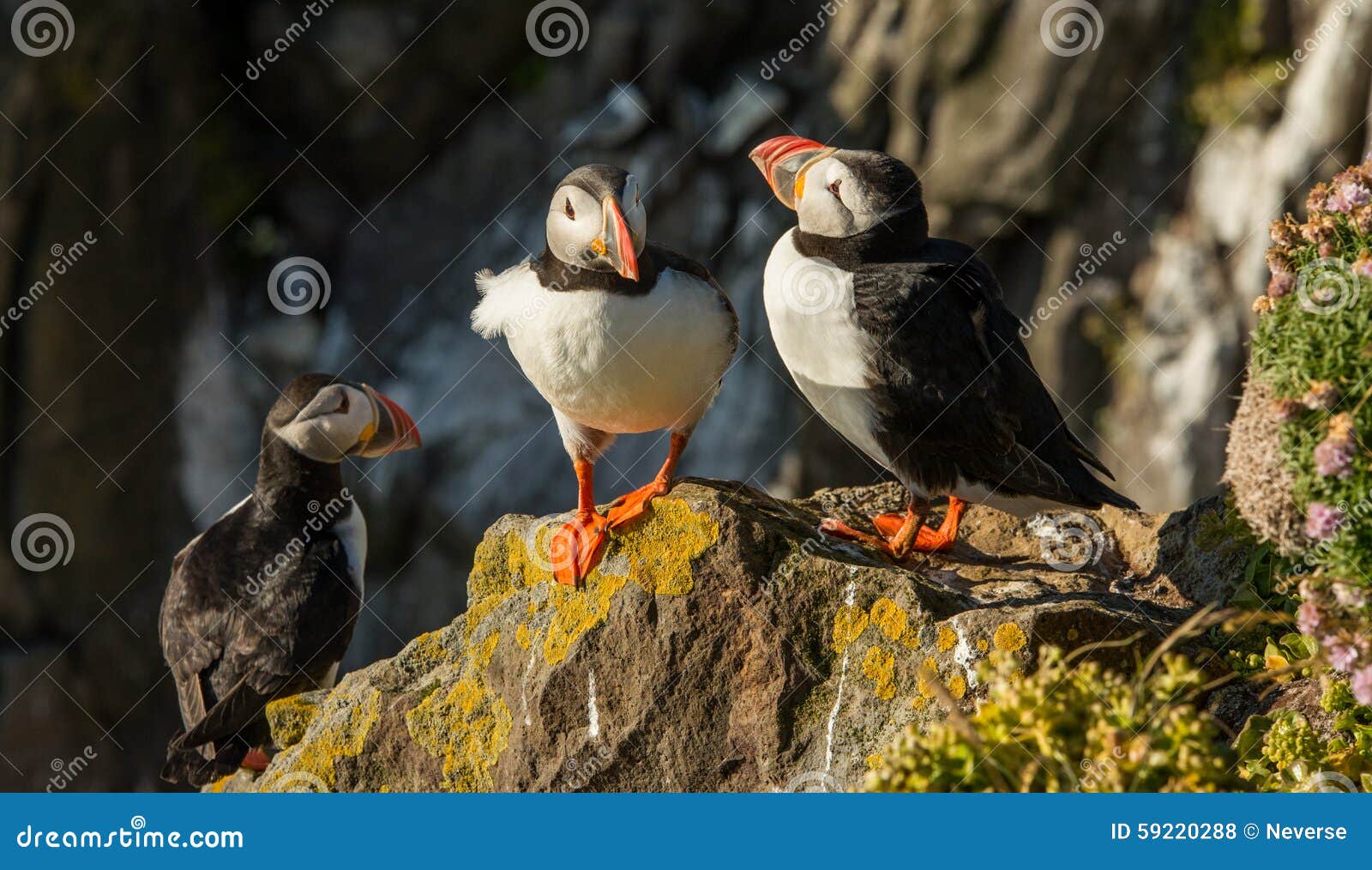 Group of Icelandic Puffins on Rock Ledge Stock Photo - Image of life ...