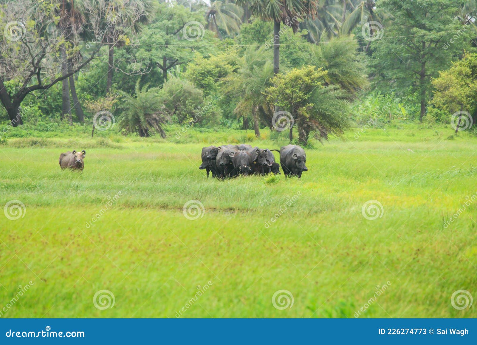 Group of Indian Bufflo in Nature Stock Image - Image of horn, mammal ...