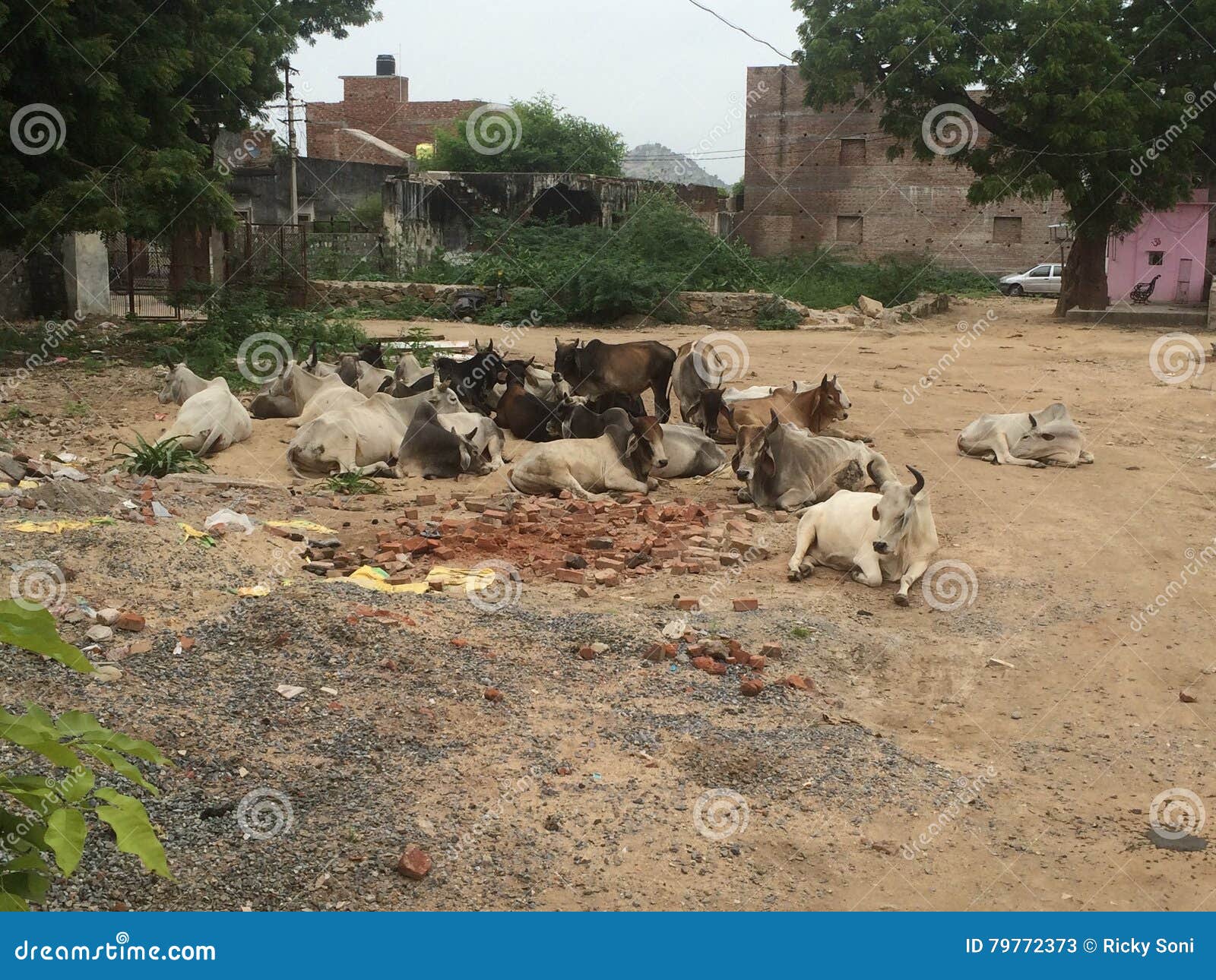 Group of Indian cow stock image. Image of cows, animal - 79772373