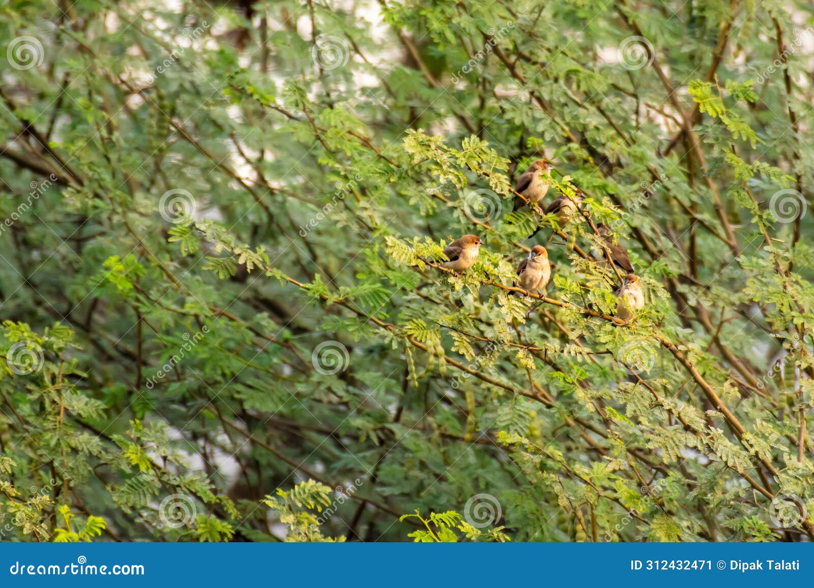 A Group of Indian Silver Bill Bird Stock Image - Image of summer ...