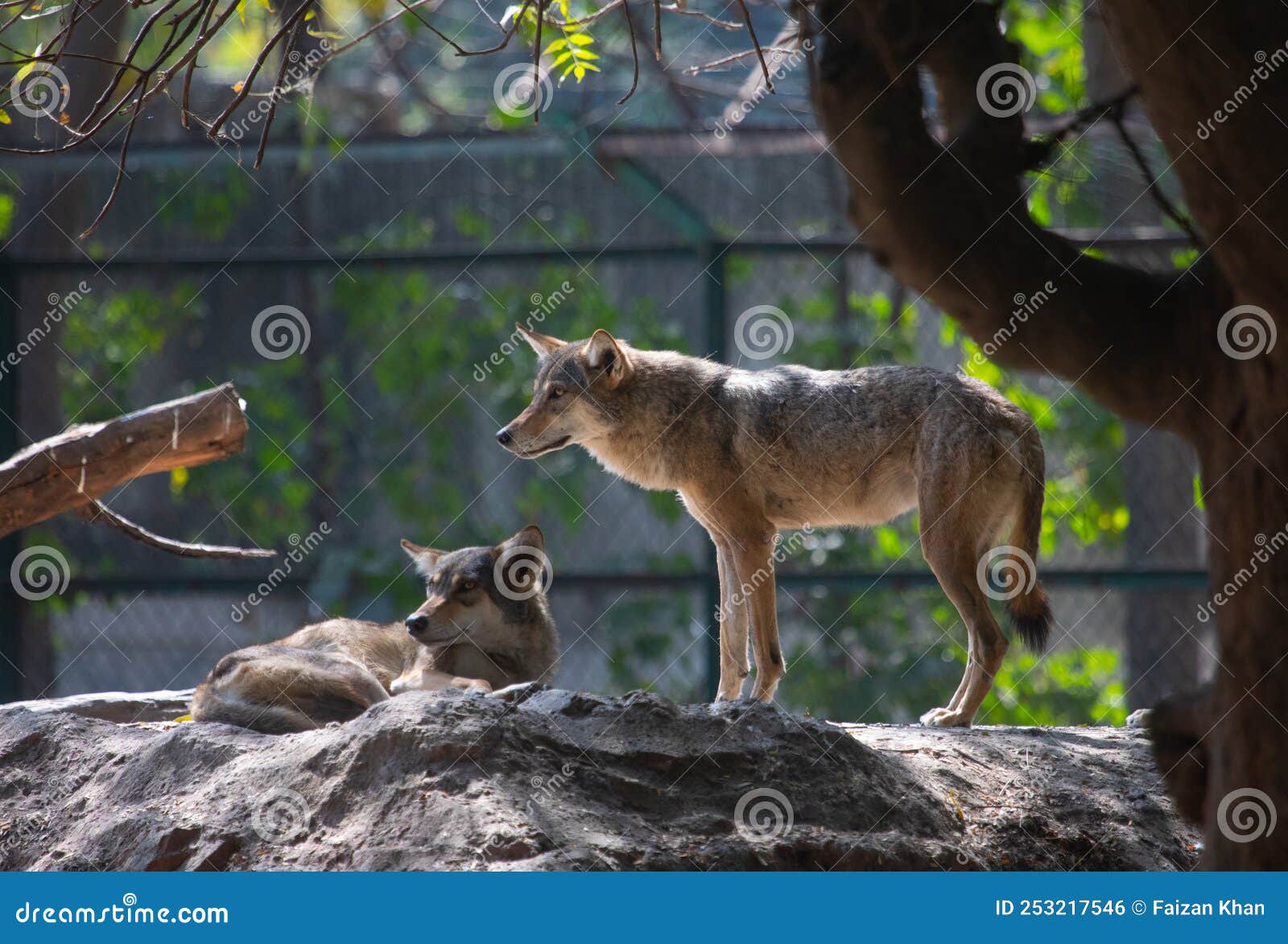 Group of Indian Wolves stock photo. Image of rare, extinct - 253217546