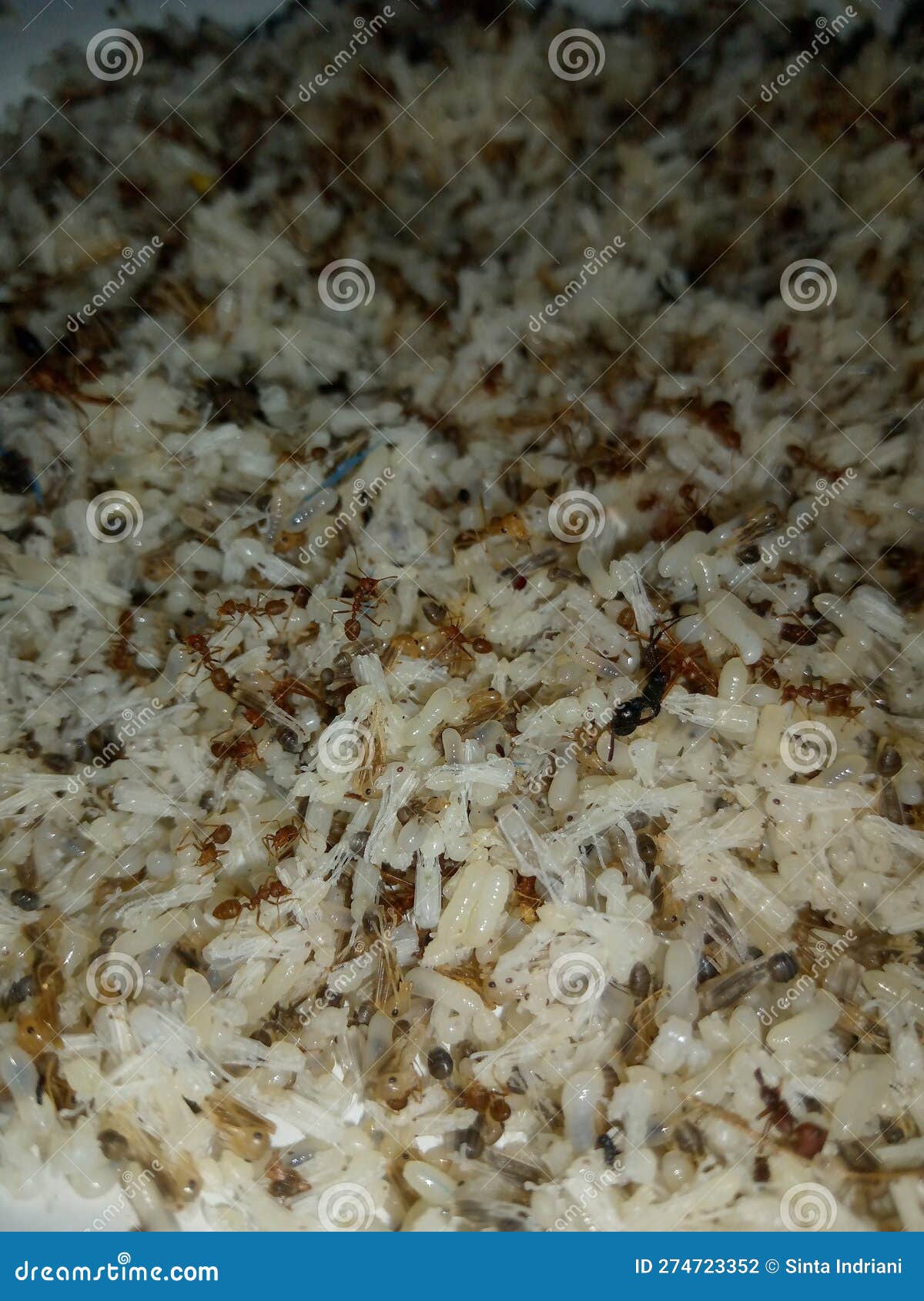 A Group of Insect Eggs with an Oval Shape and White Color Stock Photo ...