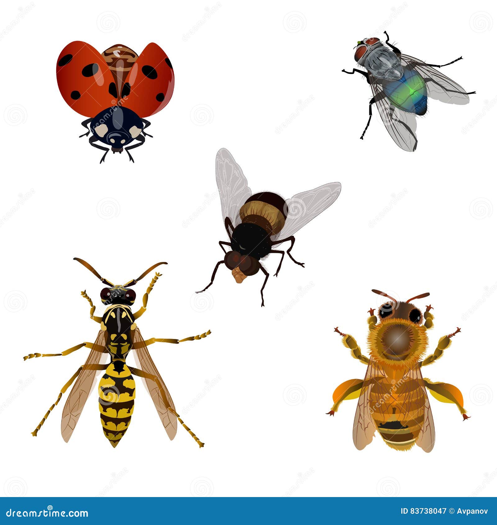 Group of insects isolated stock vector. Illustration of flying - 83738047