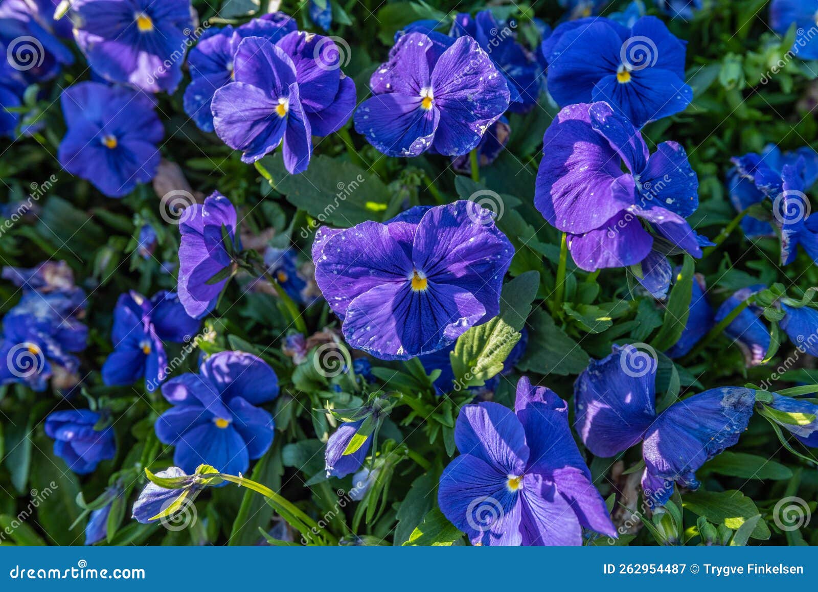 Group of Intensely Blue Garden Flowers.. Stock Image - Image of macro ...