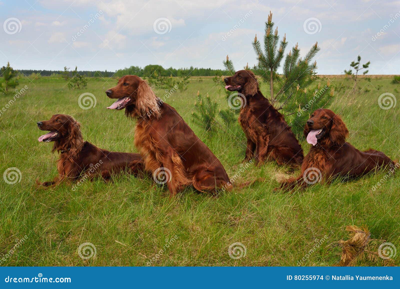 Group of Irish setters stock photo. Image of forest, friend - 80255974