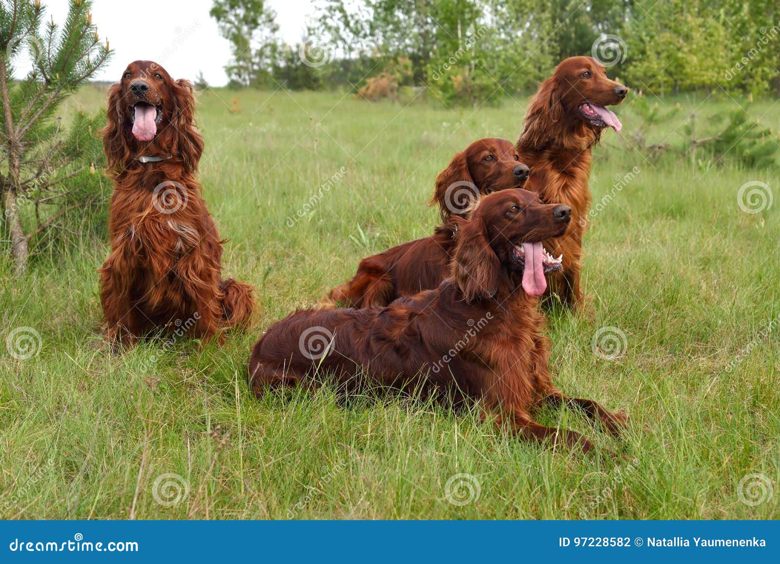 Group of Irish setters stock photo. Image of hound, animal - 97228582