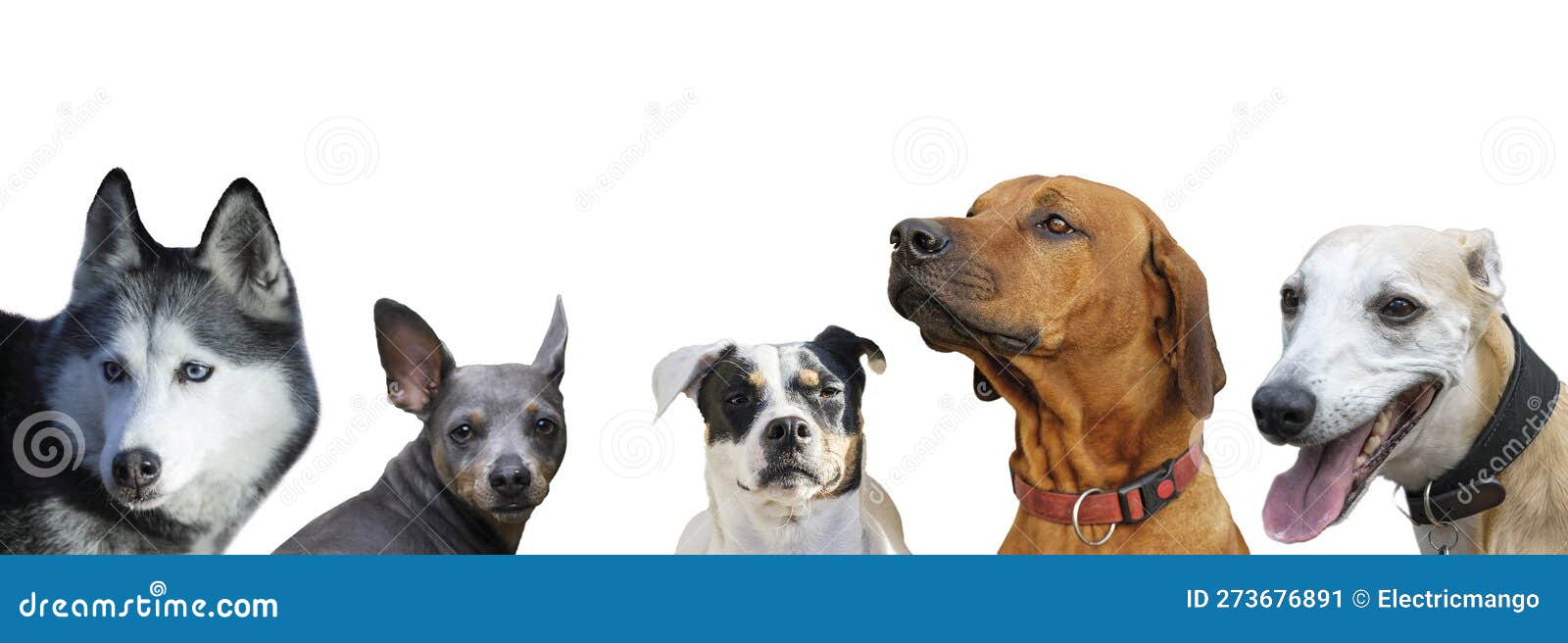 Isolated dog heads stock image. Image of animal, pedigree - 273676891