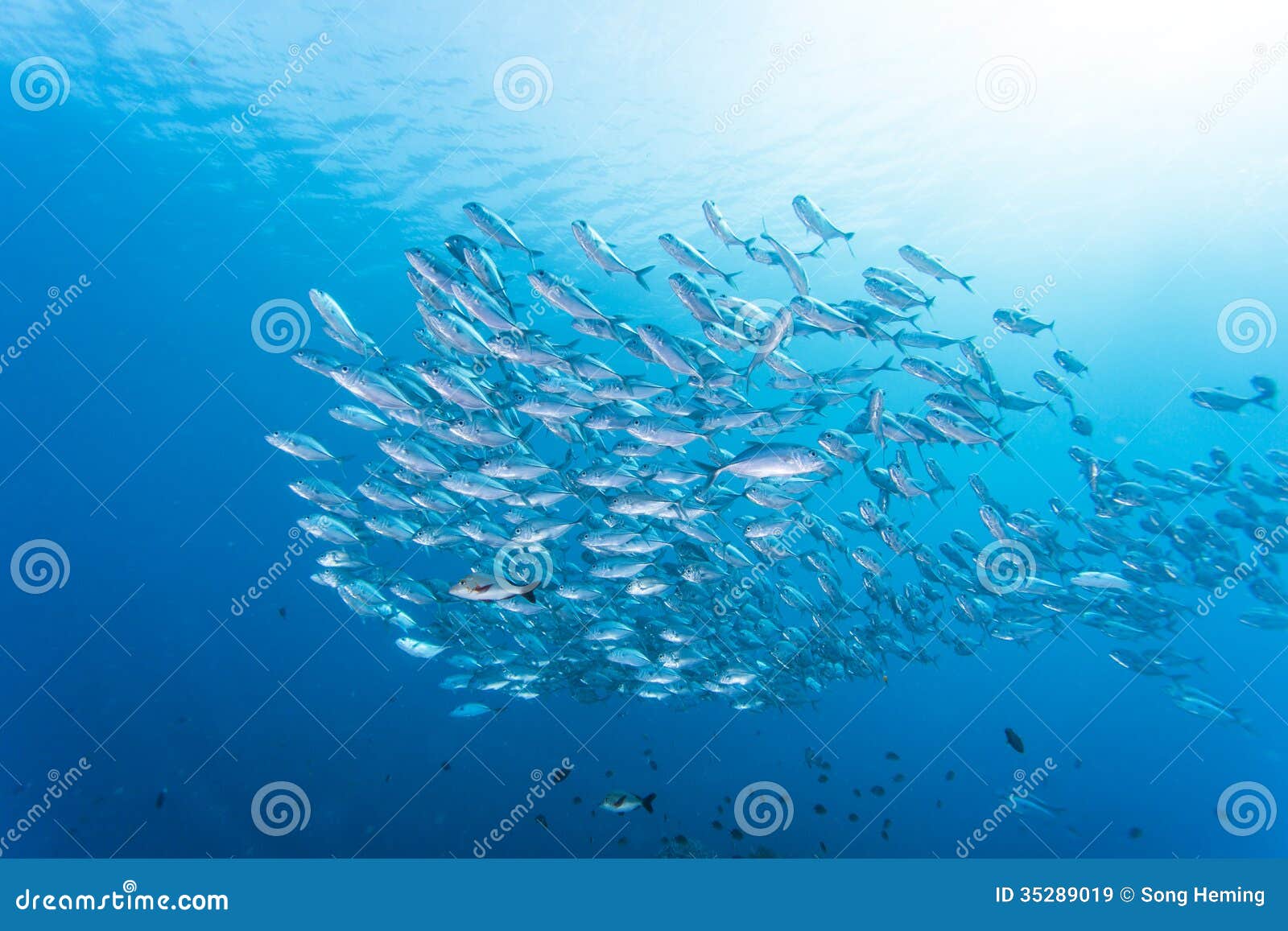 Group of jack fish stock image. Image of diving, ampat - 35289019