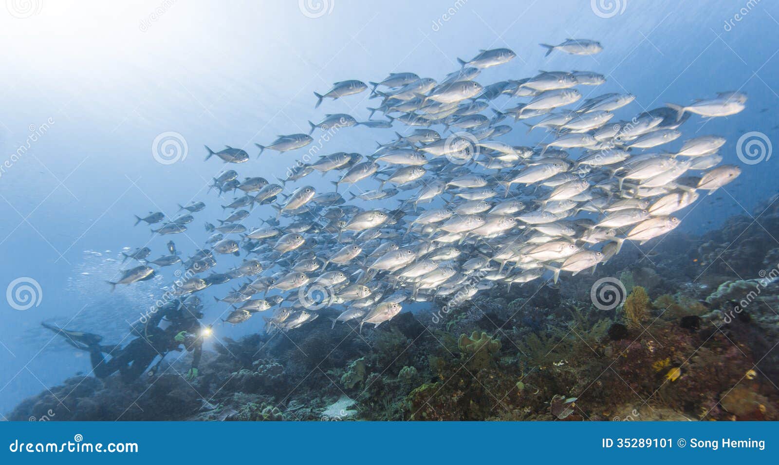 Group of jack fish stock image. Image of national, light - 35289101