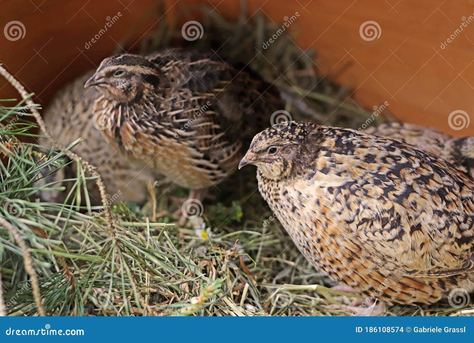 Group of Beautiful Japanese Quails Stock Photo - Image of indoors ...