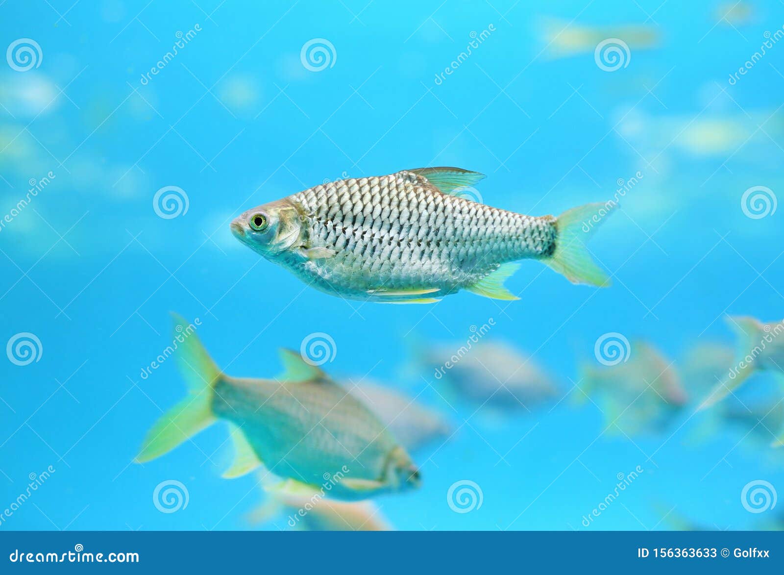 Group of Java Barb Fish Barbonymus Gonionotus Swimming in Aquarium ...
